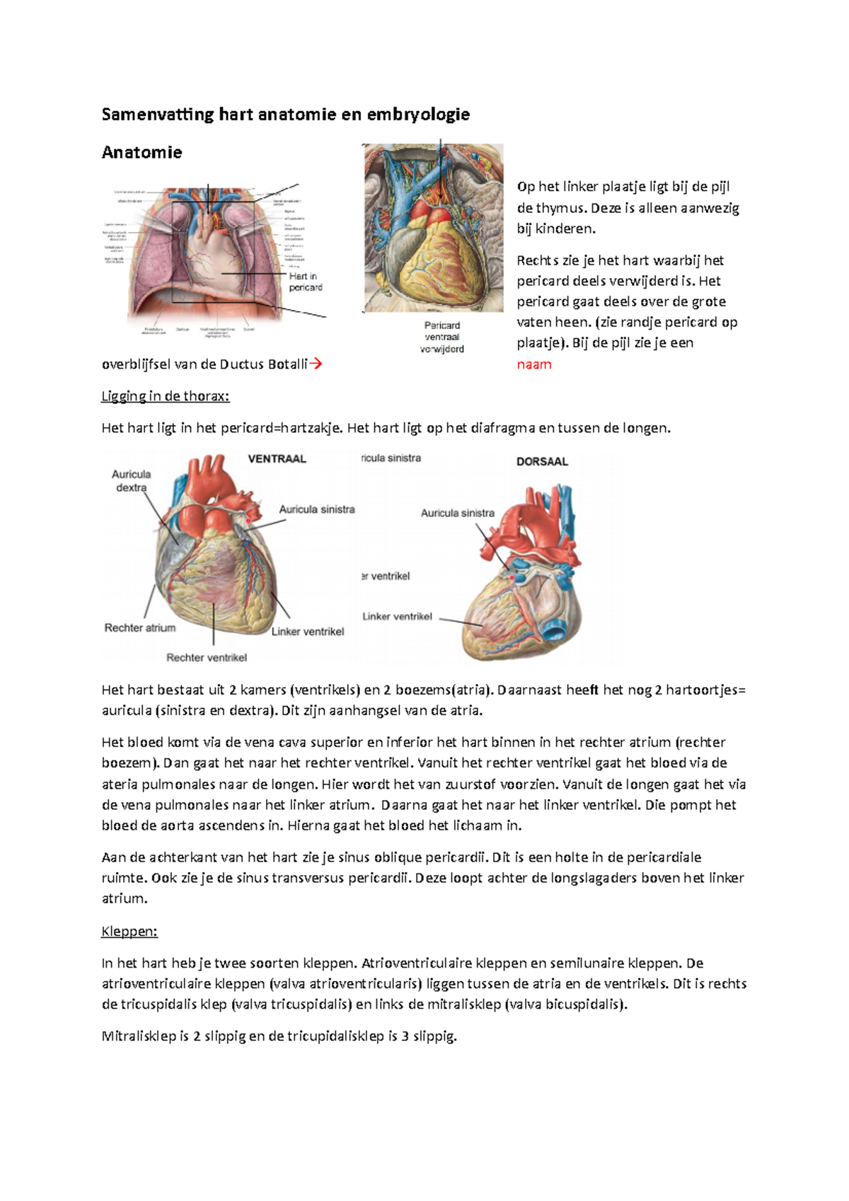 Samenvatting hart anatomie en embryologie - Samenvatting hart anatomie ...
