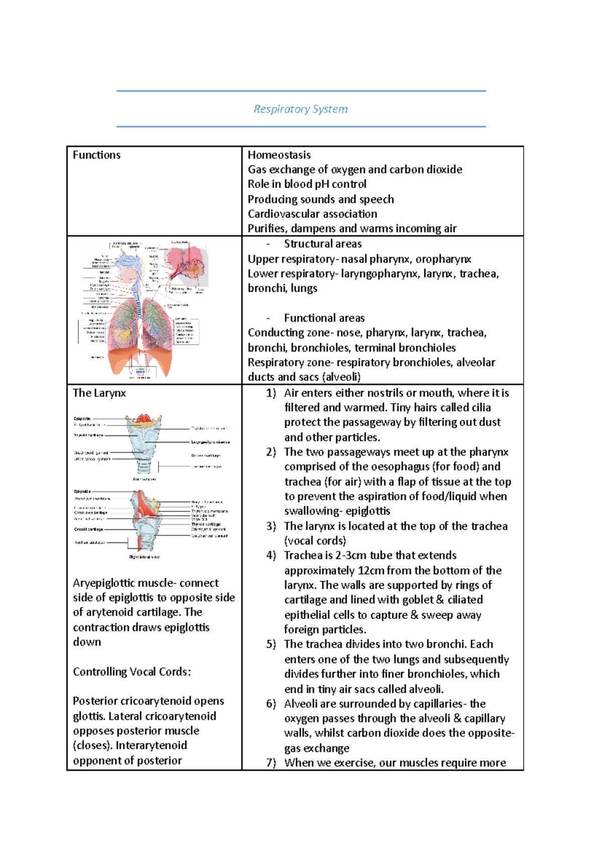 Respiratory system notes - Respiratory System Functions Homeostasis Gas ...