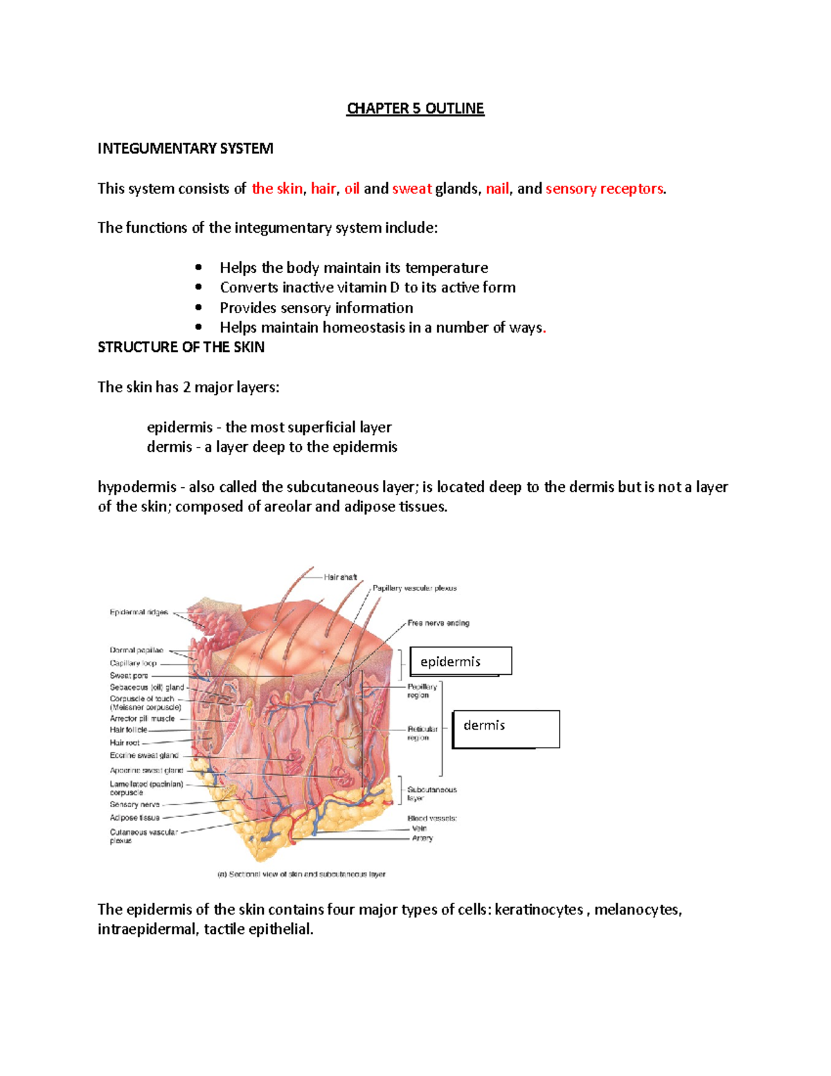 Chapter 5 Outline anatomy phisiology - CHAPTER 5 OUTLINE INTEGUMENTARY ...