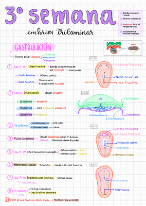 Infografia de los Derivados DE LAS Capas Germinativas - Embriología ...