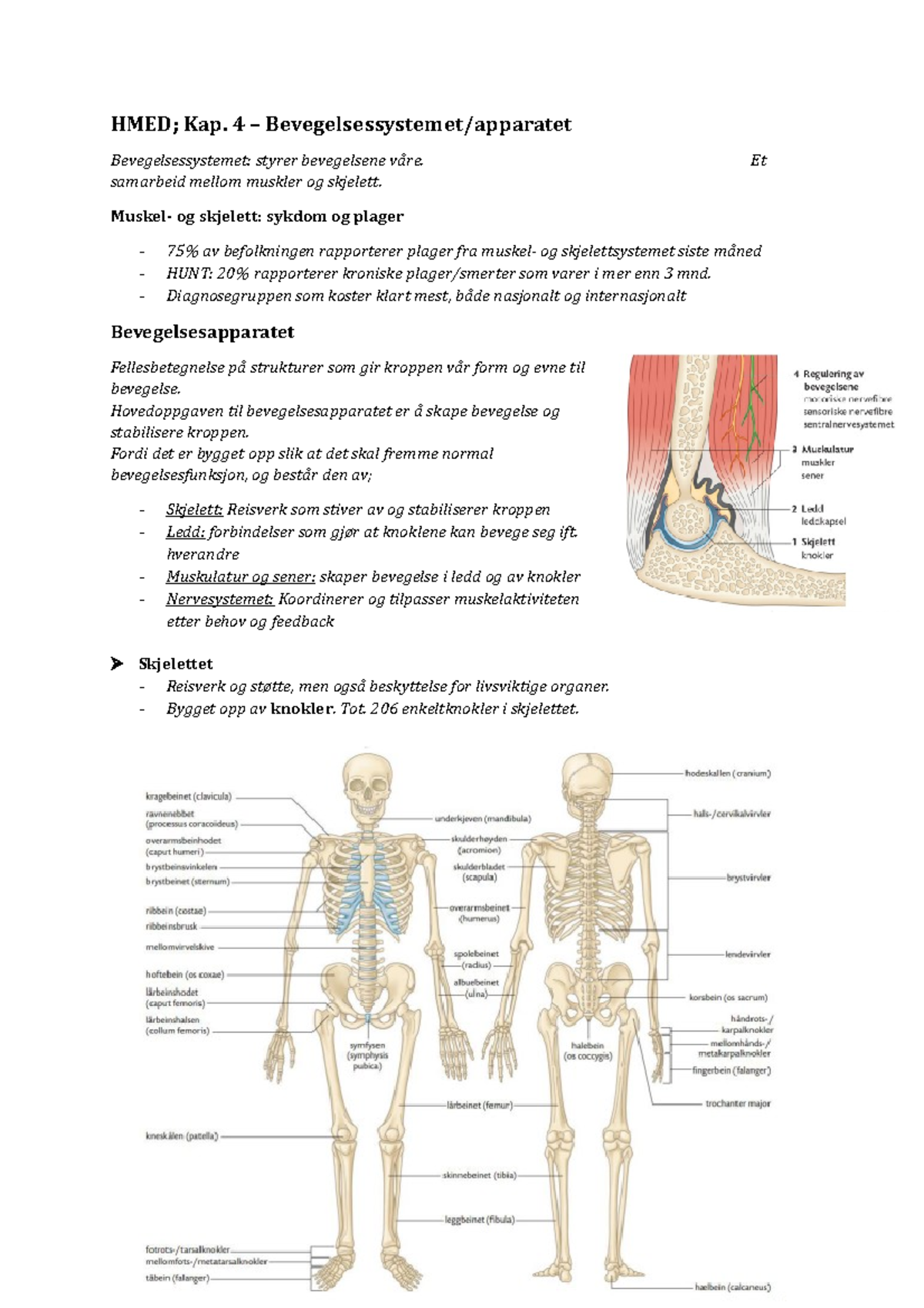 HMED (f1) - bevegelsesapparatet - HMED; Kap. 4 – Bevegelsessystemet ...
