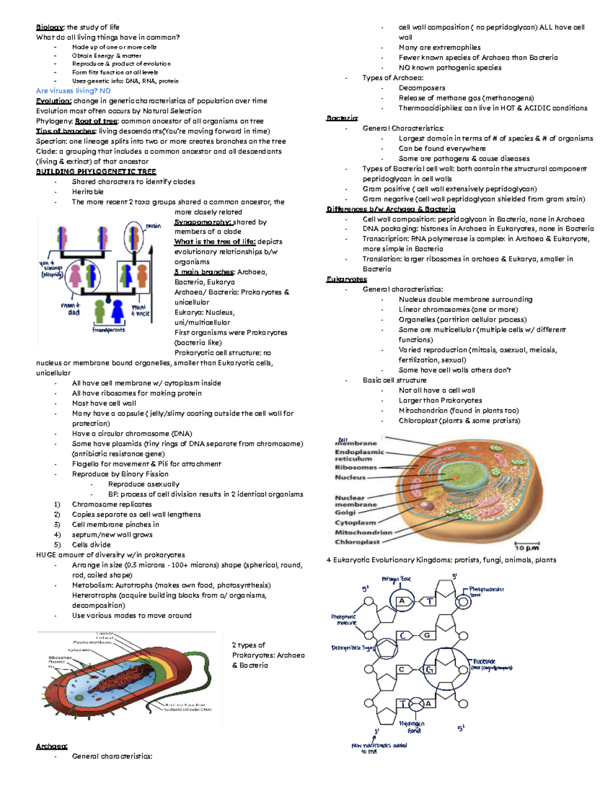 BIO 148 Buddy - bio 148 cheat sheet of material on exam 1 - Biology ...