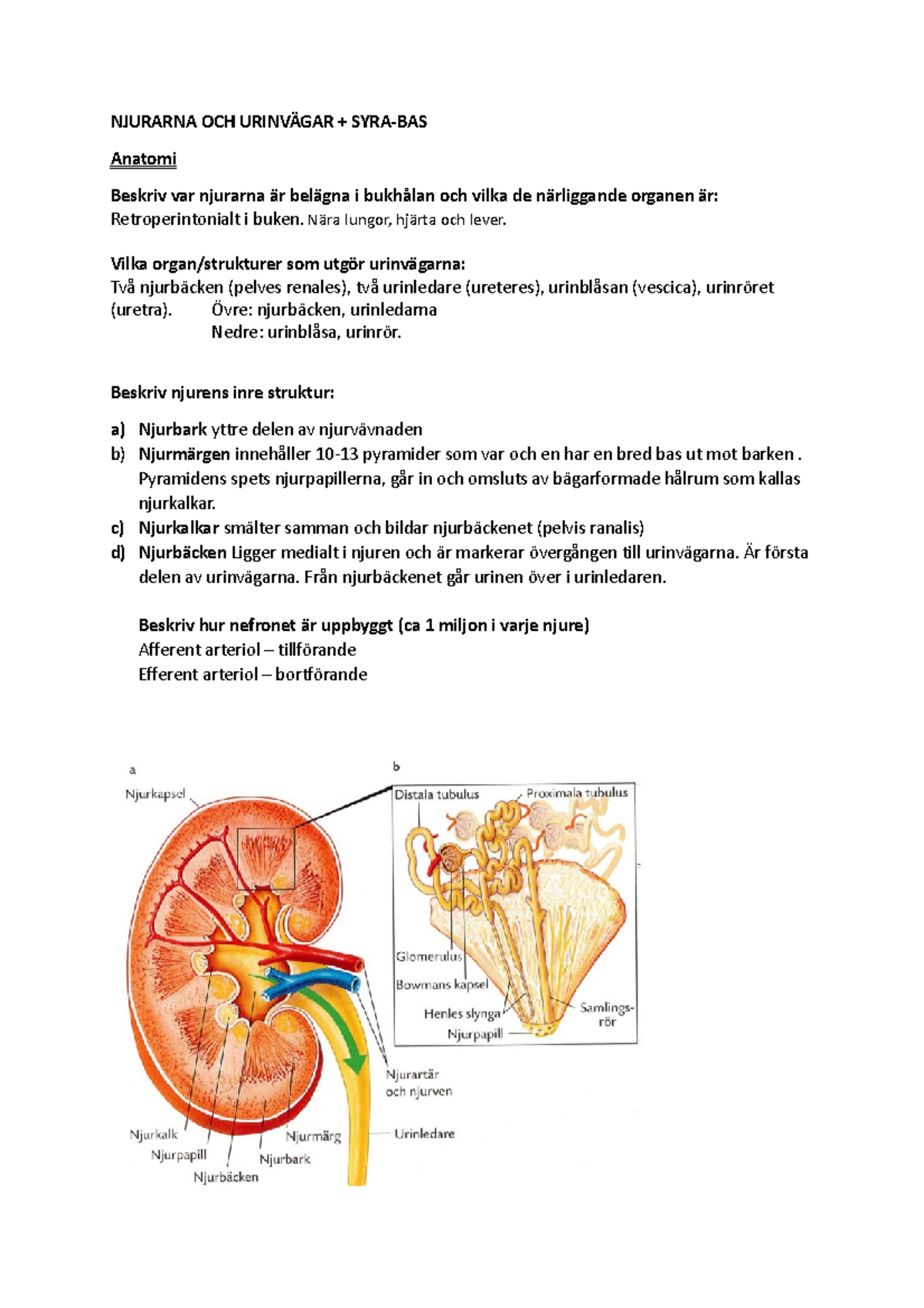 Njurarna - målbeskrivningen - NJURARNA OCH URINVÄGAR + SYRA-BAS Anatomi Beskriv var njurarna är ...