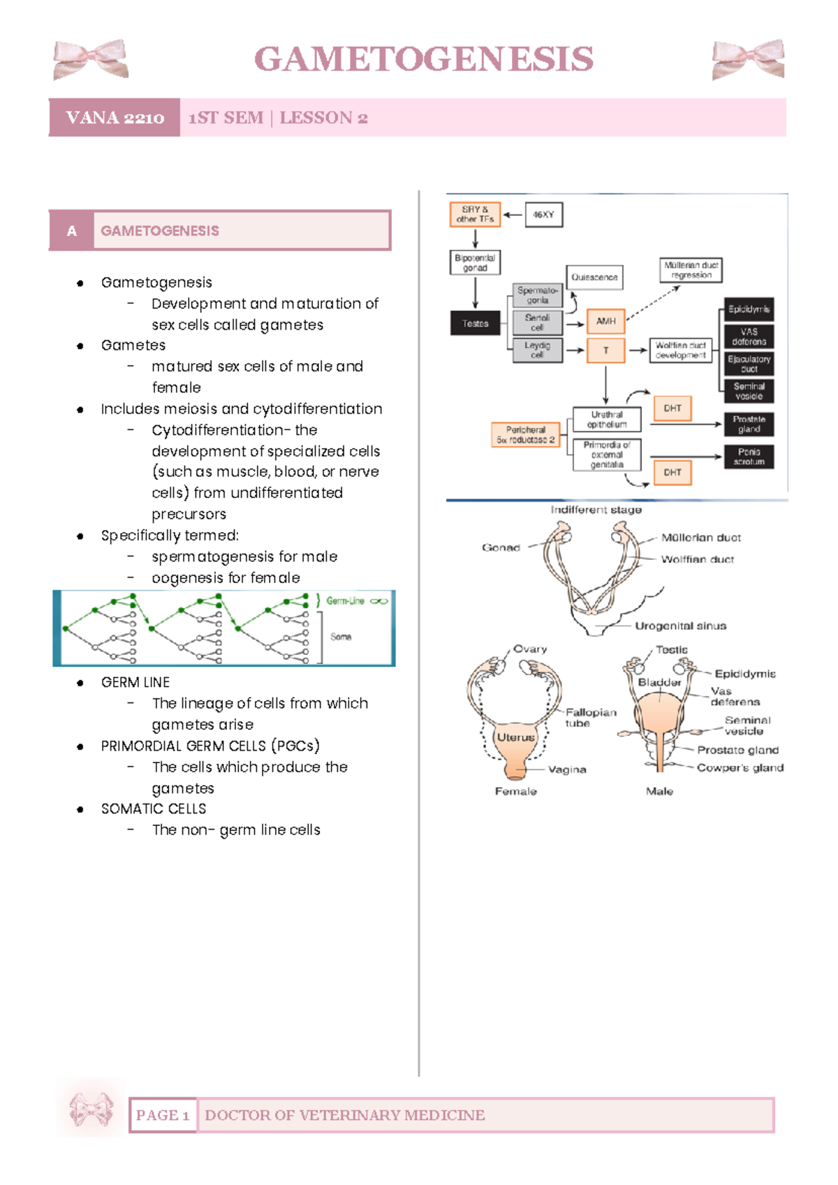Gametogenesis - Google Docs - A GAMETOGENESIS Gametogenesis ...