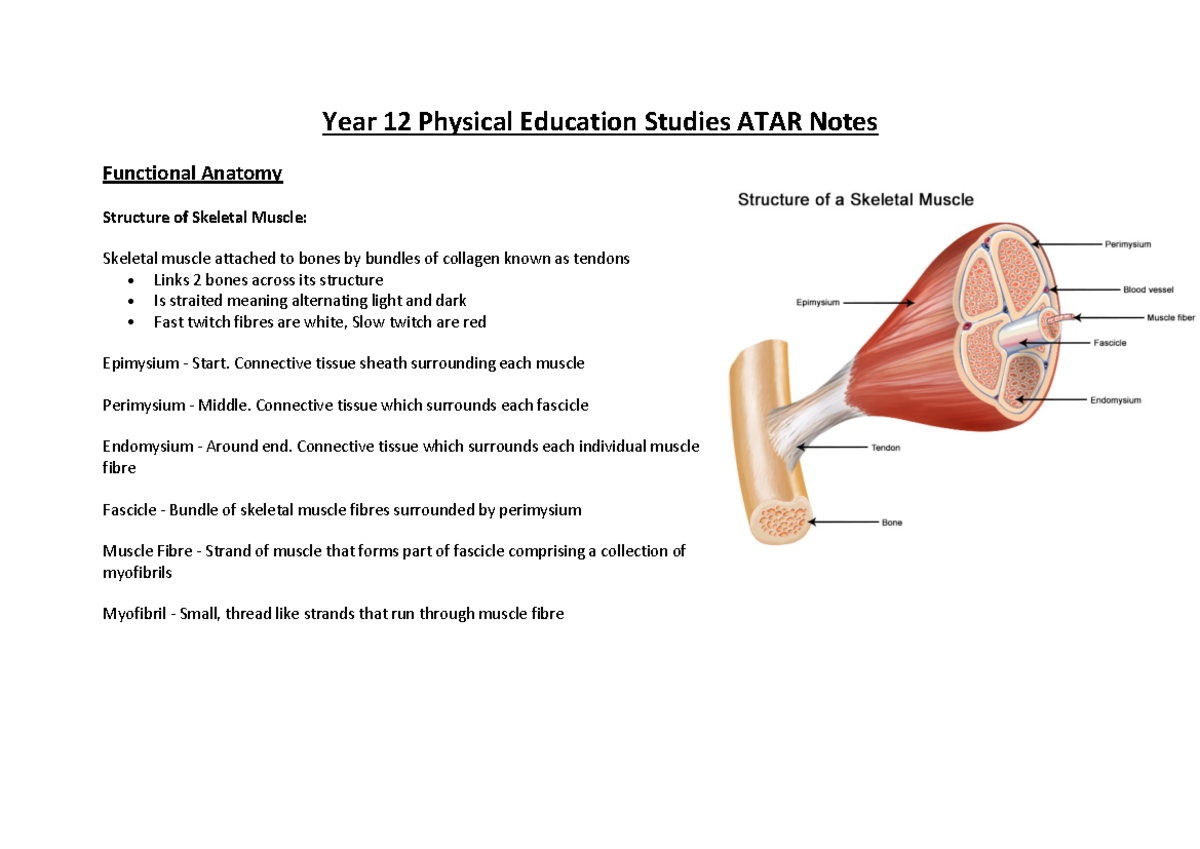 Physical-education-studies-year-12-atar-notes - Year 12 Physical ...