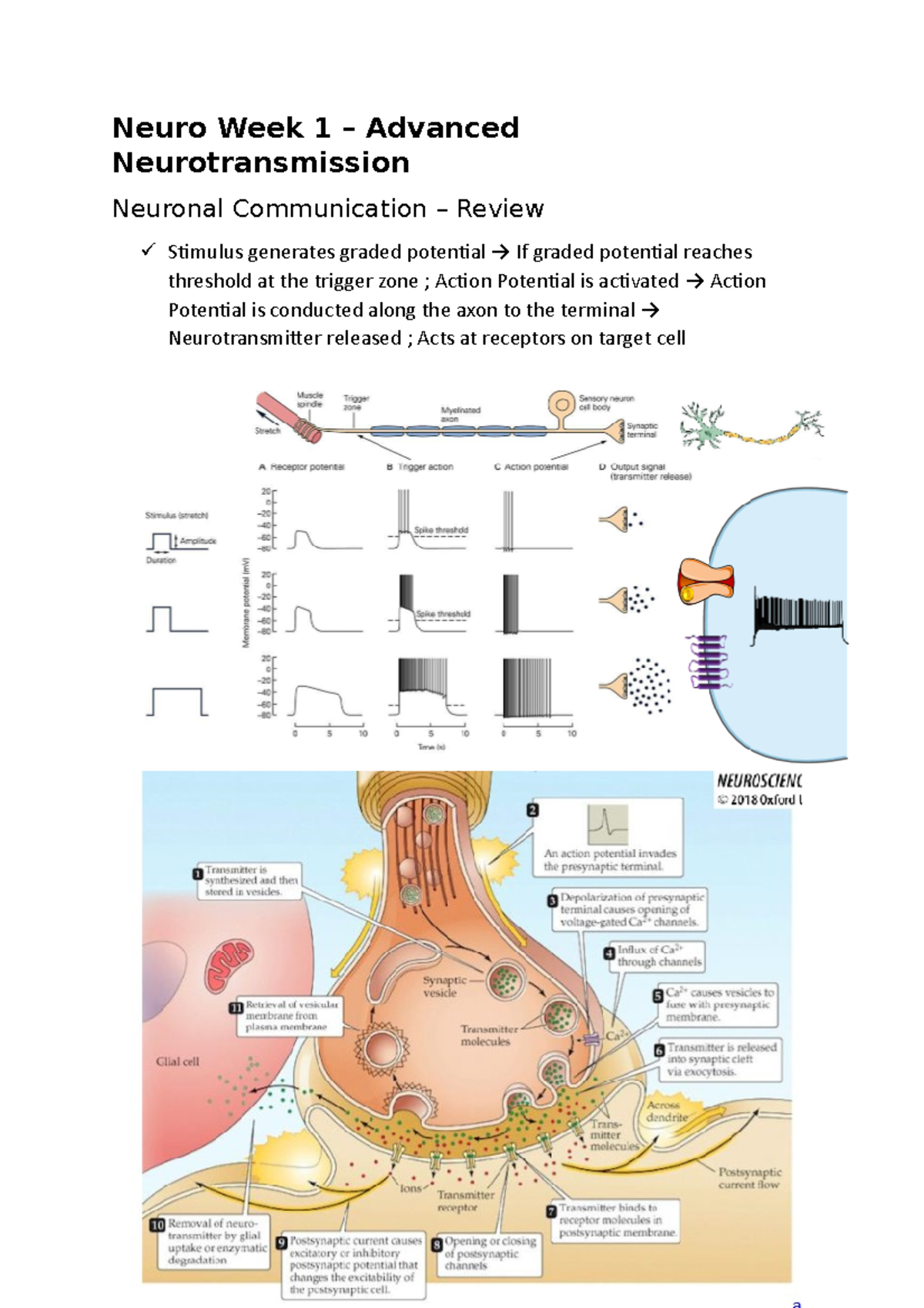Neuro Week 1 - Lecture Notes - Neuro Week 1 – Advanced ...