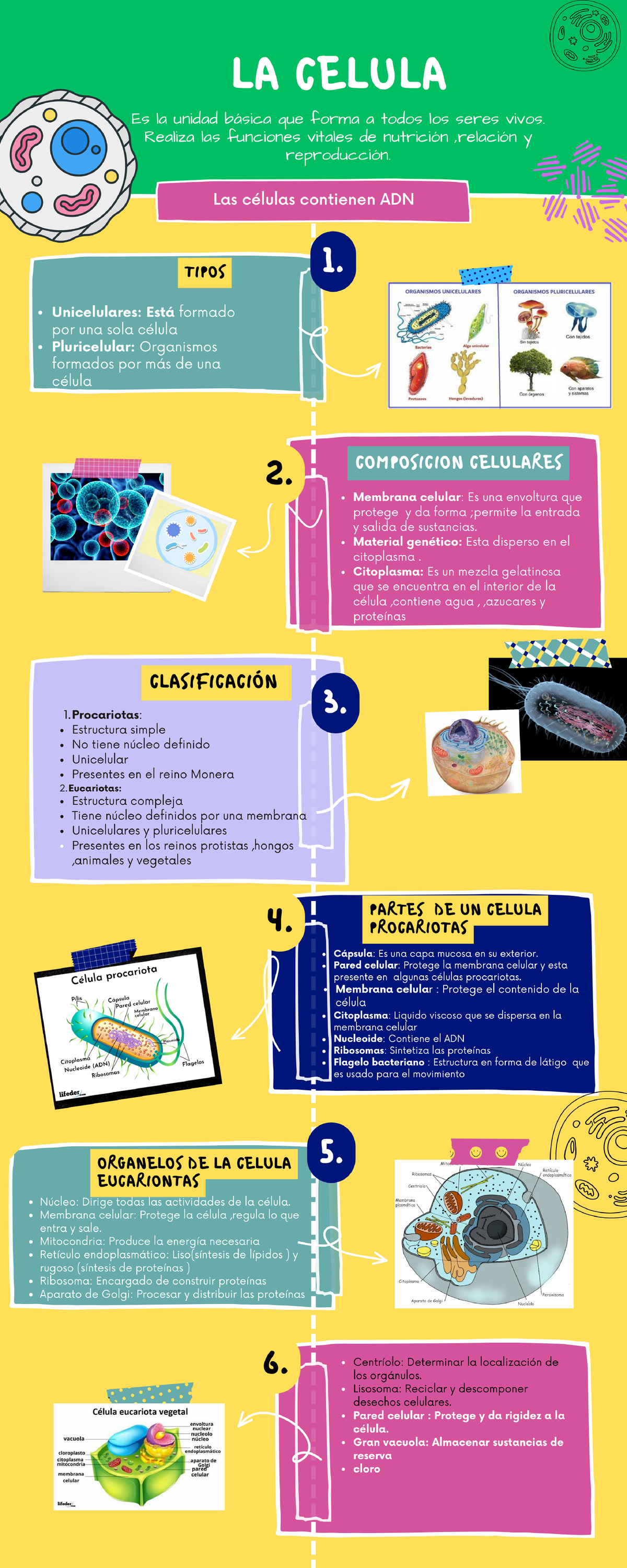 Infografia de la celula - Biología general - Studocu