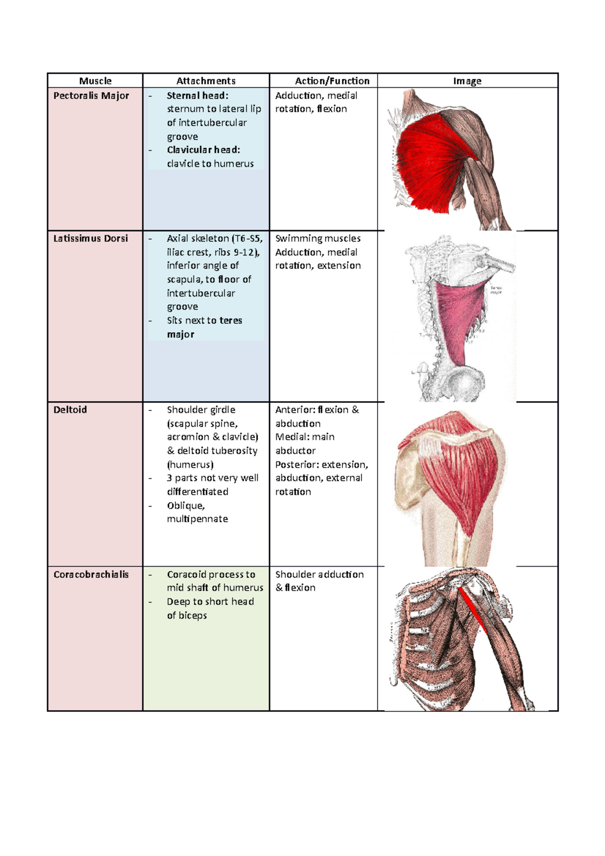 Muscle Table - ujjjjjjjjjjjjjjjjjj - Muscle Attachments Action/Function ...