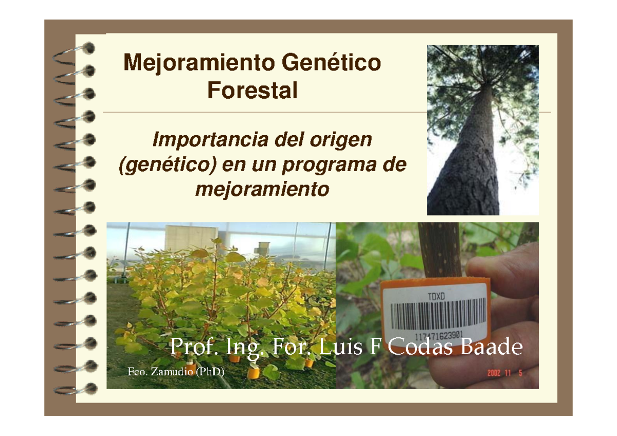 Importancia del origen (genético) en un programa de mejoramiento ...