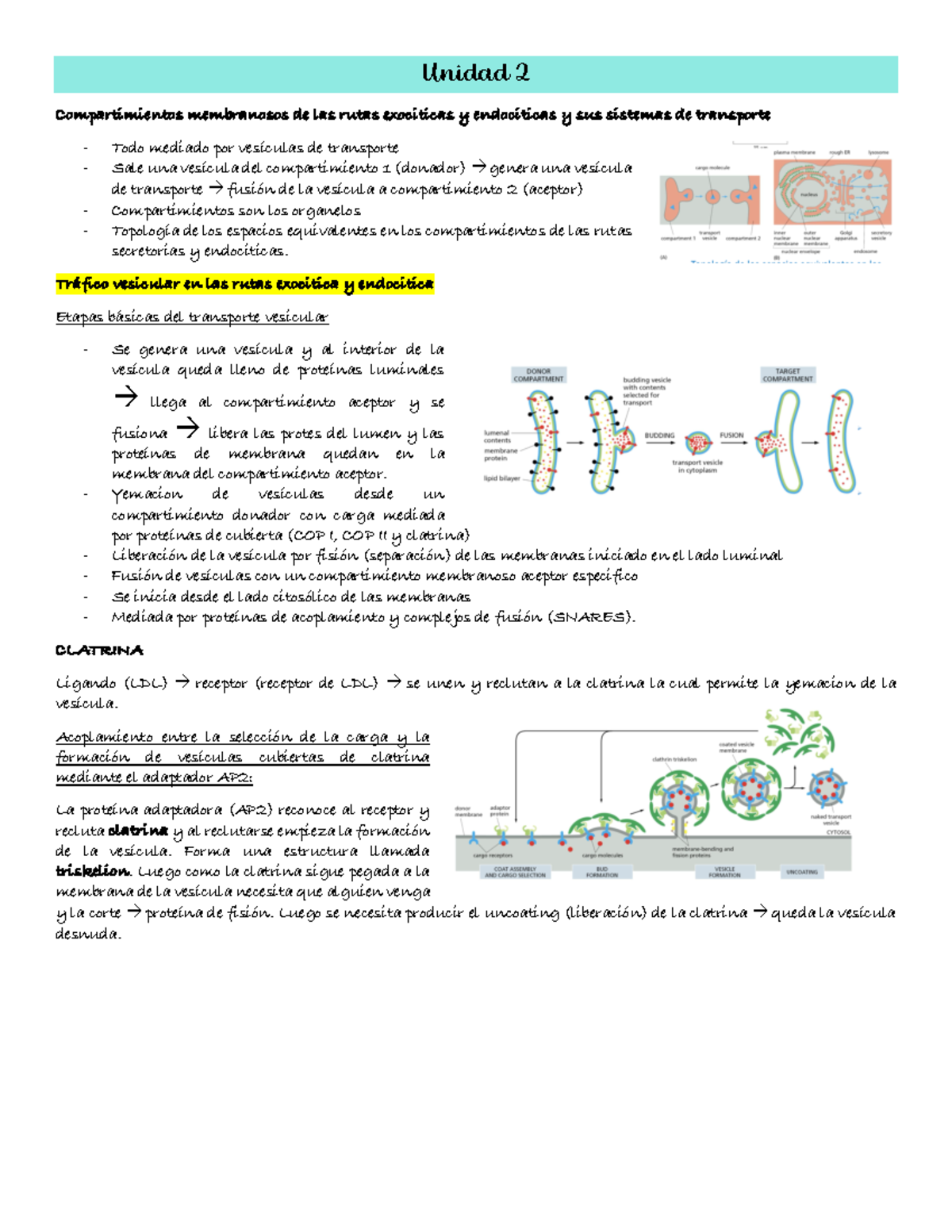 Unidad 2 biocel - Unidad 2 Compartimientos membranosos de las rutas ...