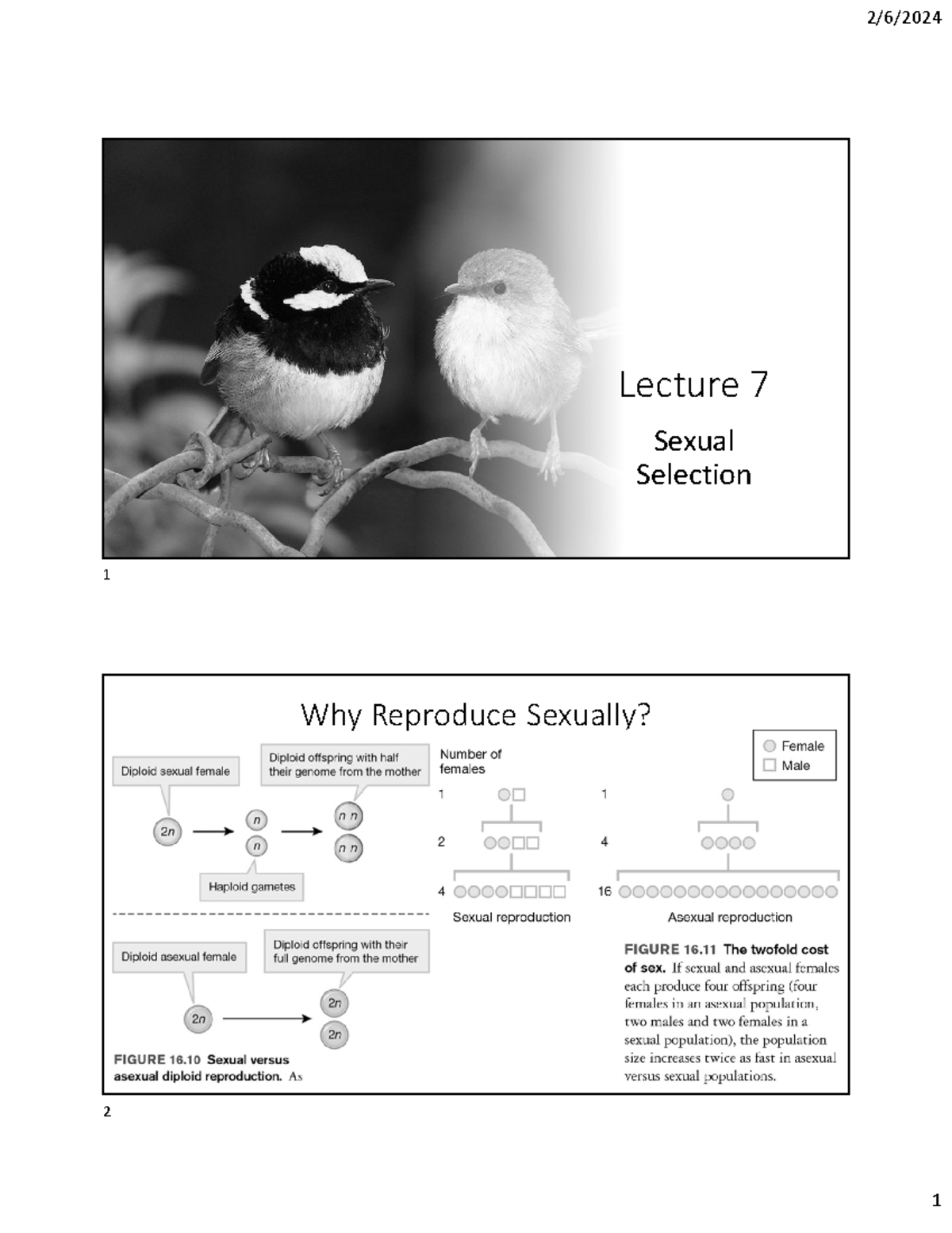 Lecture 7 - Lecture 7 Sexual Selection Why Reproduce Sexually? 1 2 Sex ...