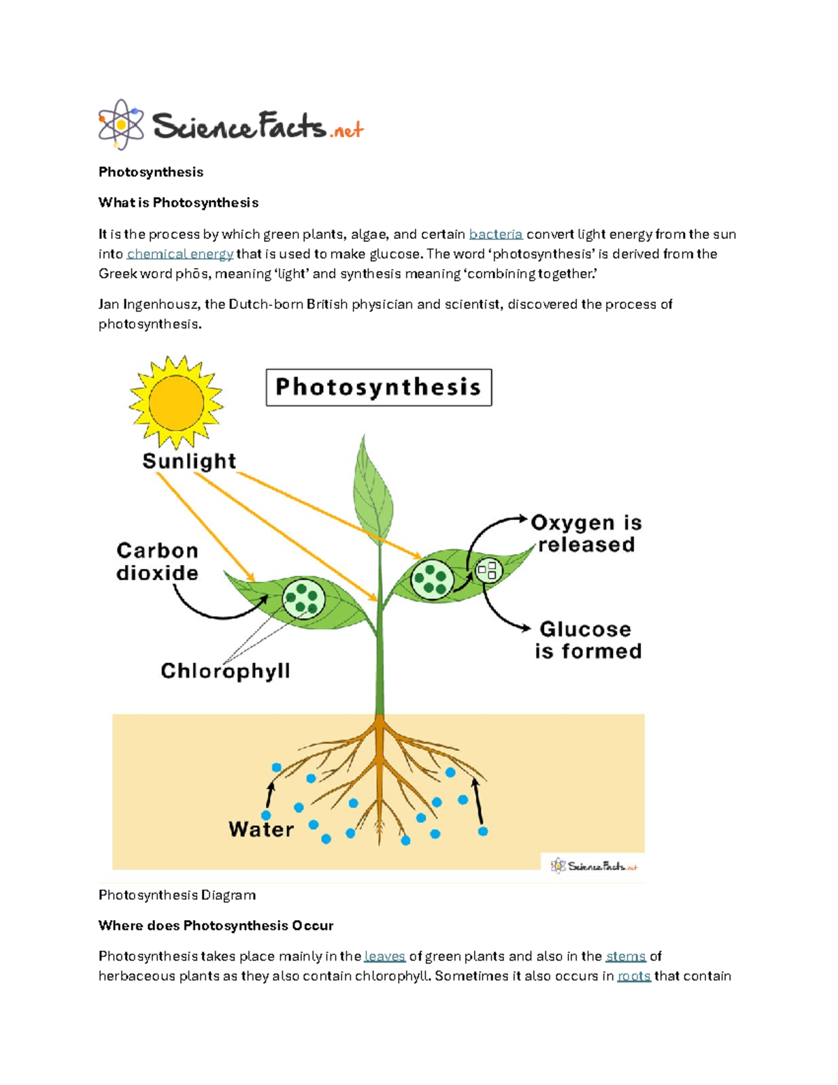 Photosynthesis - it is all about how plants make their own food ...