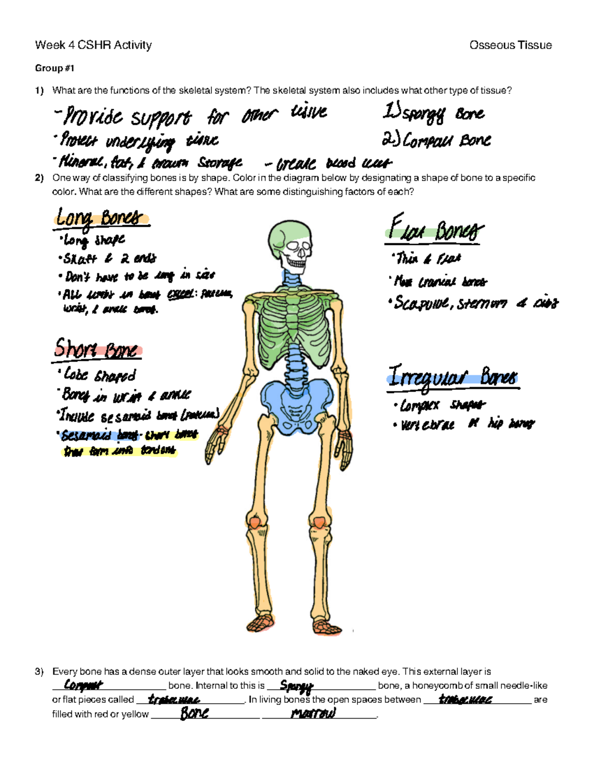 Bone Tissue CSHR Activity - Week 4 CSHR Activity Osseous Tissue Group ...