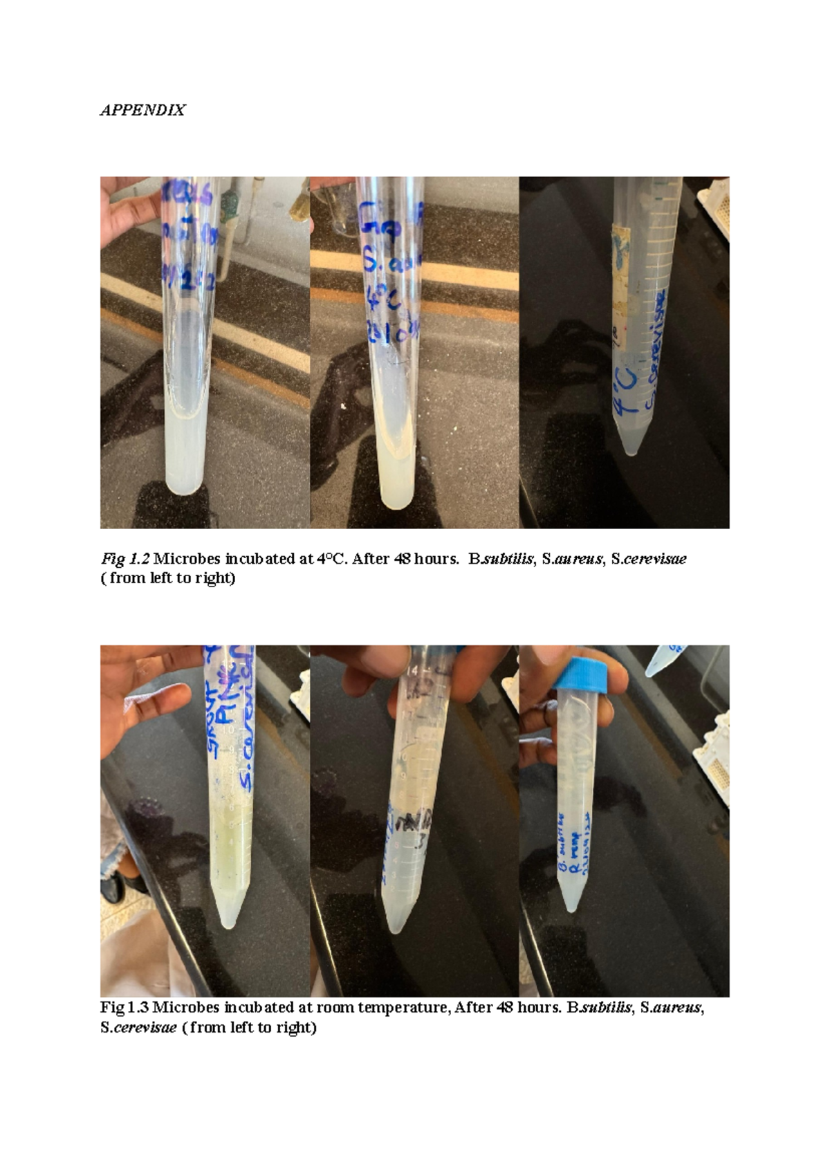 PRACTICAL experiment on The production of pyruvate and acetaldehyde during fermentation of ...