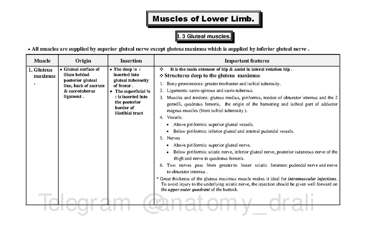 Muscles of Lower Limb Dr. wahdan - @Medicine Way2 - • All muscles are ...
