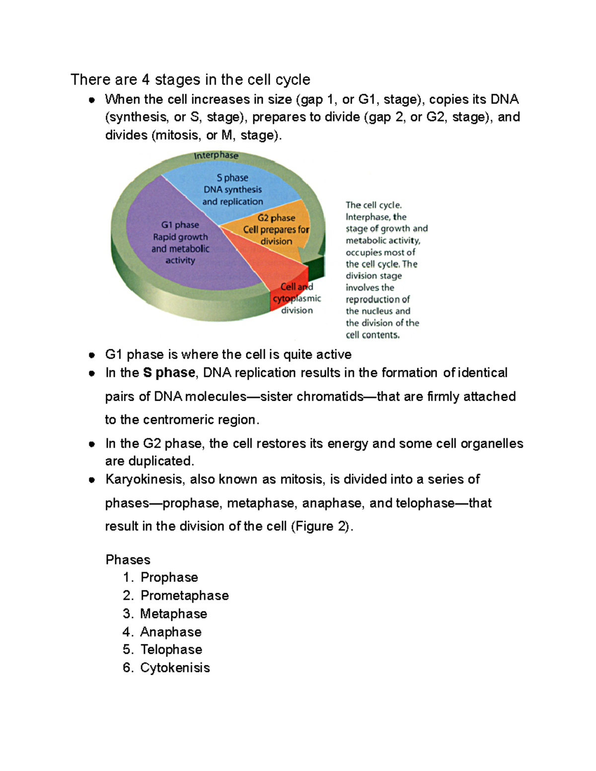 Phases of the Cell Cycle - There are 4 stages in the cell cycle When ...