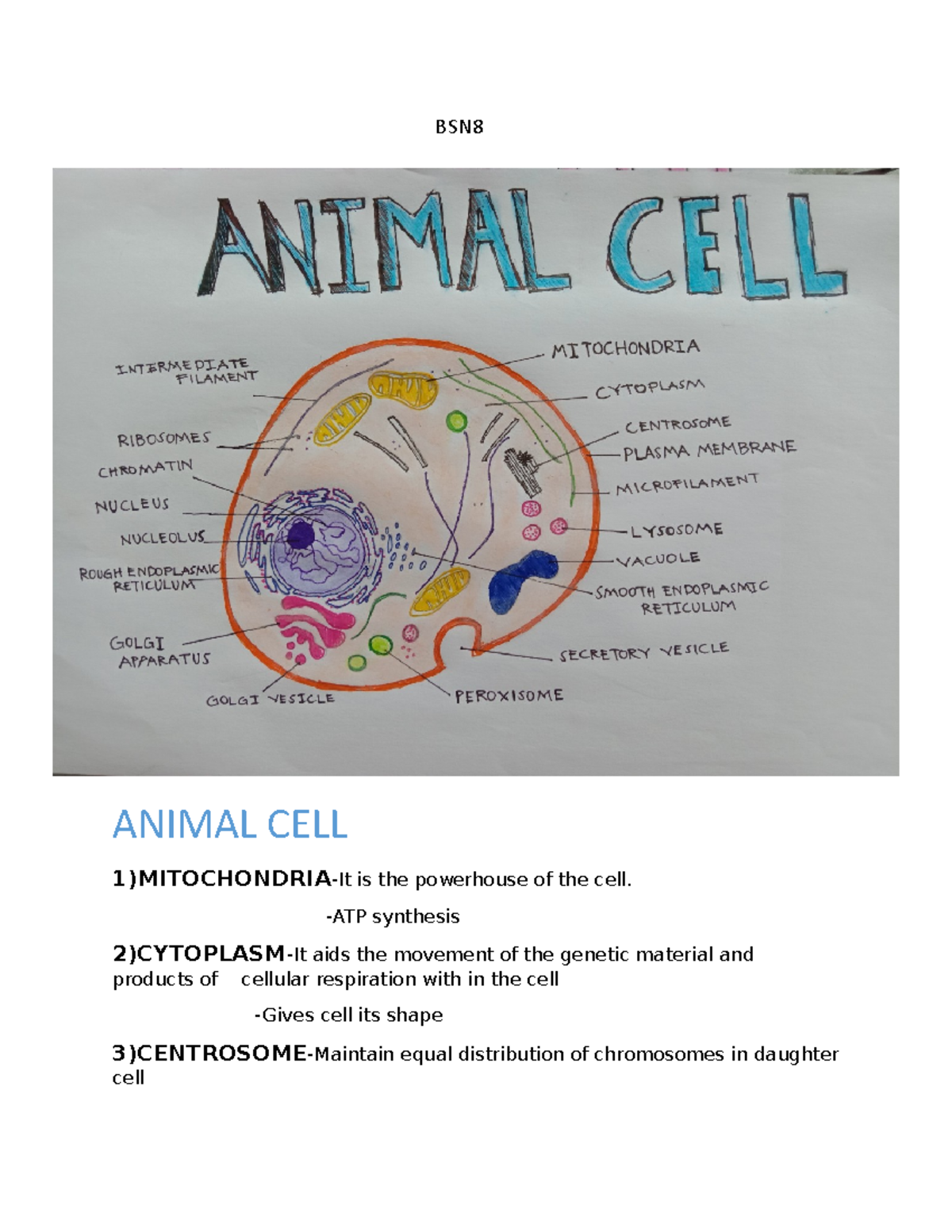 Biochem Cells - random - BSN ANIMAL CELL 1)MITOCHONDRIA-It is the ...