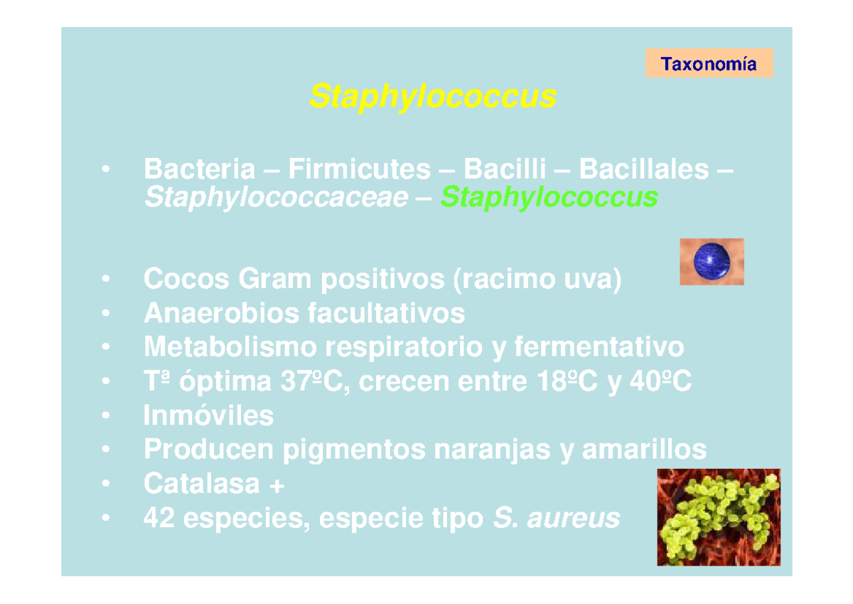 Tema 06 Staphilococcus - Bacteria – Firmicutes – Bacilli – Bacillales ...