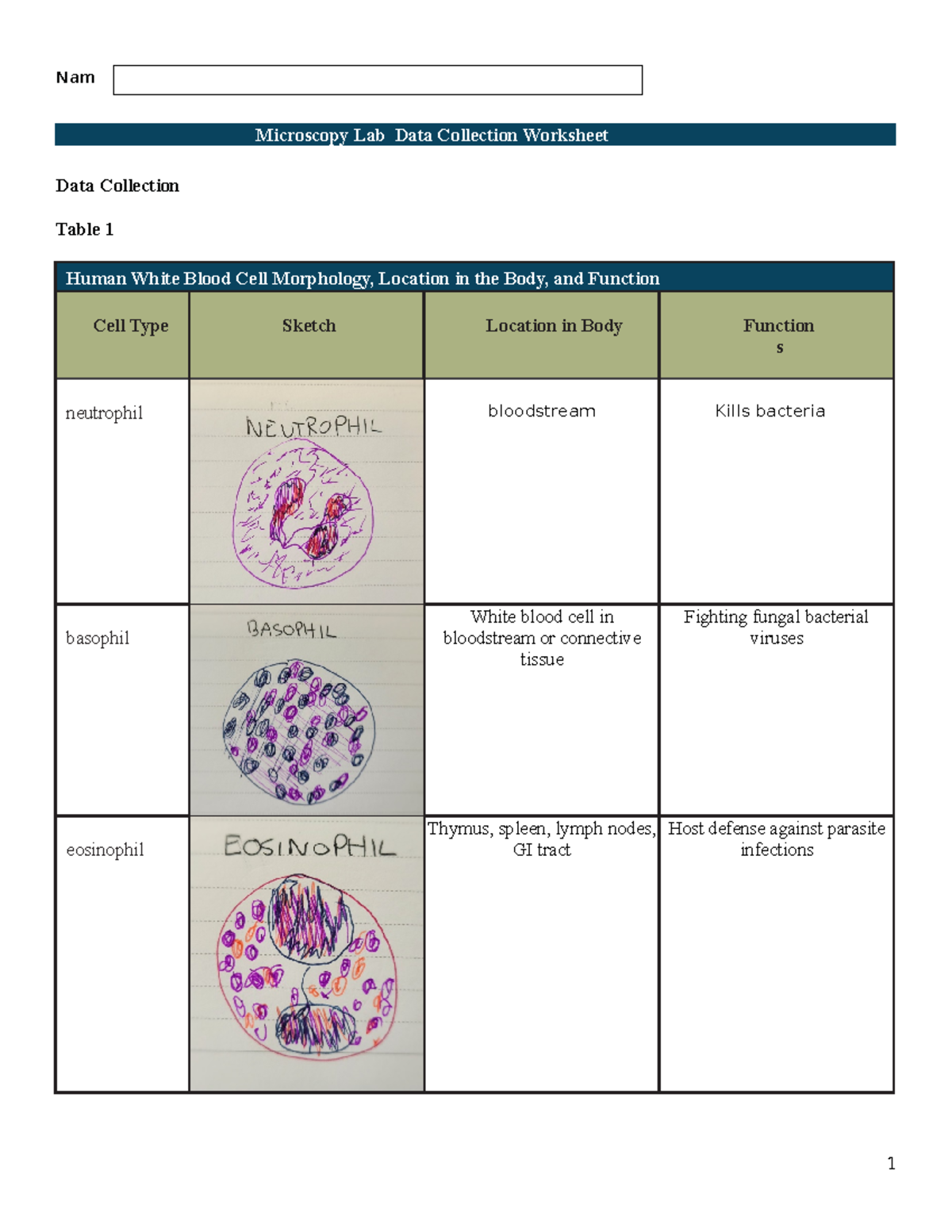 Microscopy Lab - Lab material - Microscopy Lab Data Collection ...