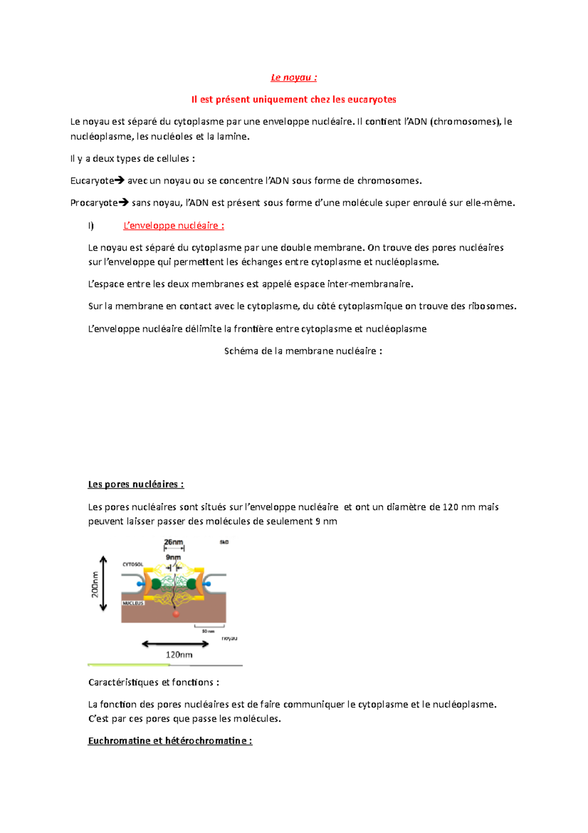 Le noyeau - cours de biocel L1 portail SVT - Le noyau : Il est présent ...