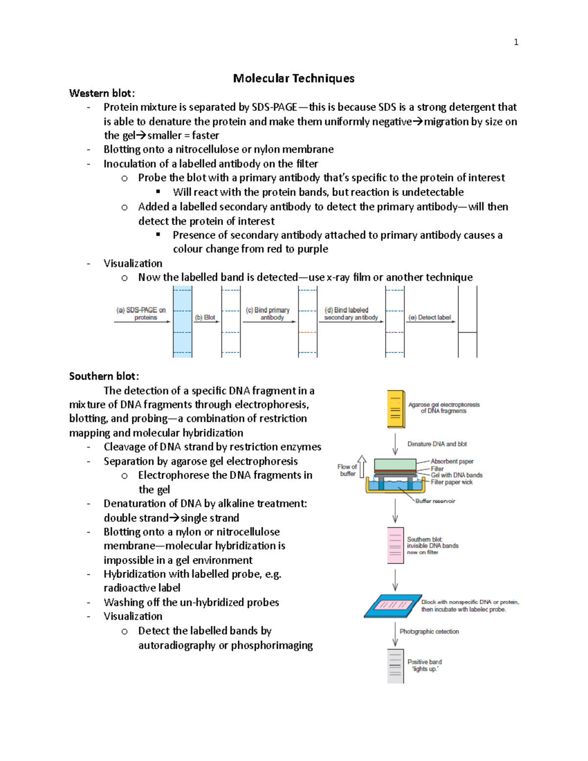 Techniques (colour) - Summary notes on molecular biology concepts - 1 ...