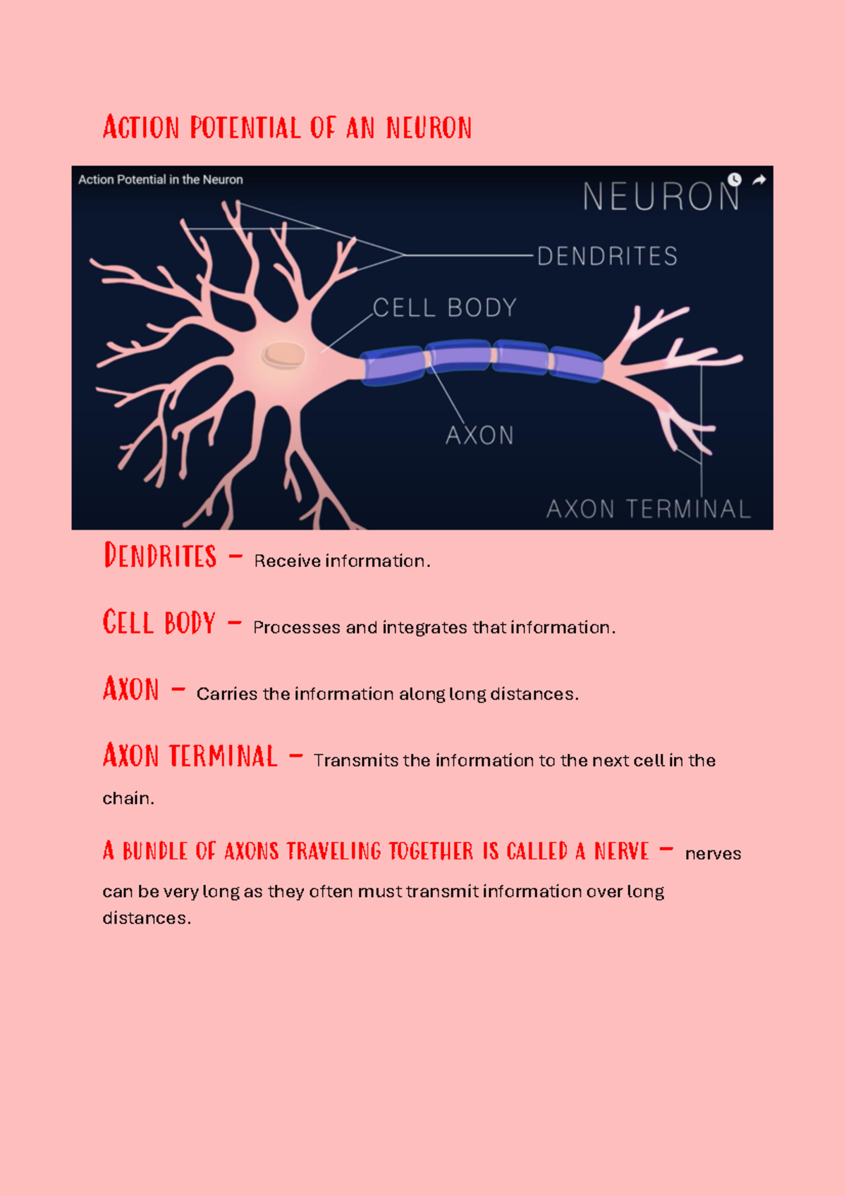 Action potential of an neuron - Action potential of an neuron Dendrites ...