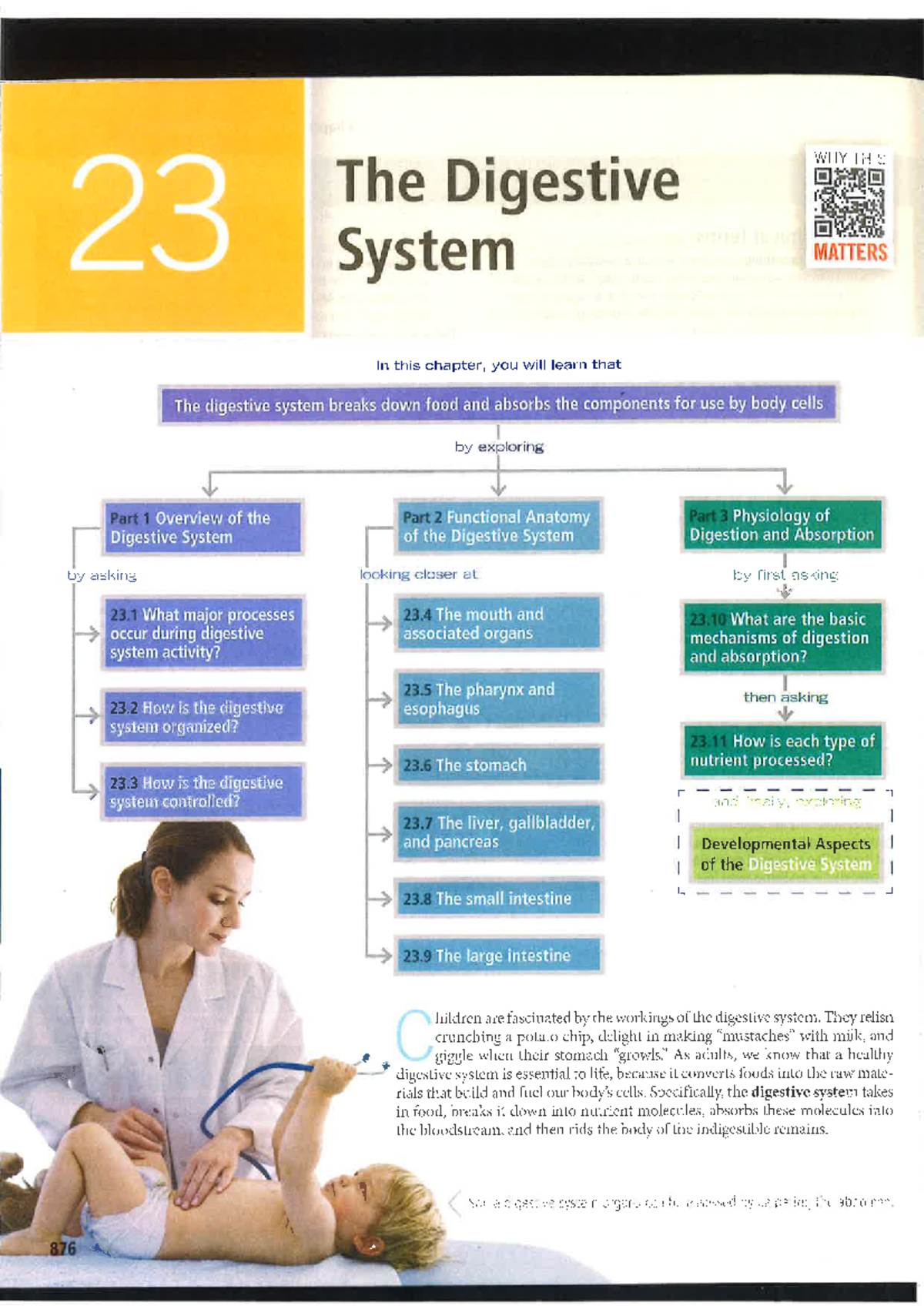 Chapter 23 The Digestive System - WHY THIS 23 The Digestive System ...