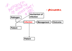 Embryology - As development of the CVS begins, a pair of tubes ...