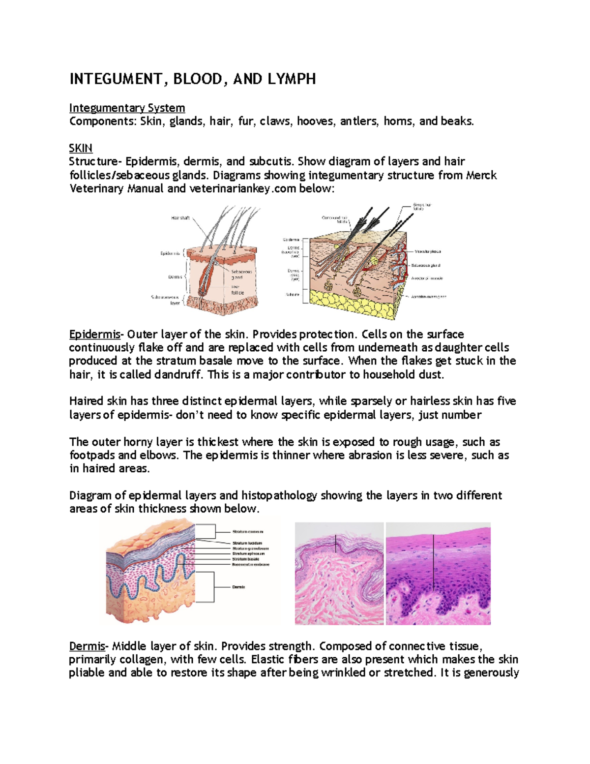 2- Integument, Blood, and Lymph - INTEGUMENT, BLOOD, AND LYMPH Integumentary System Components ...