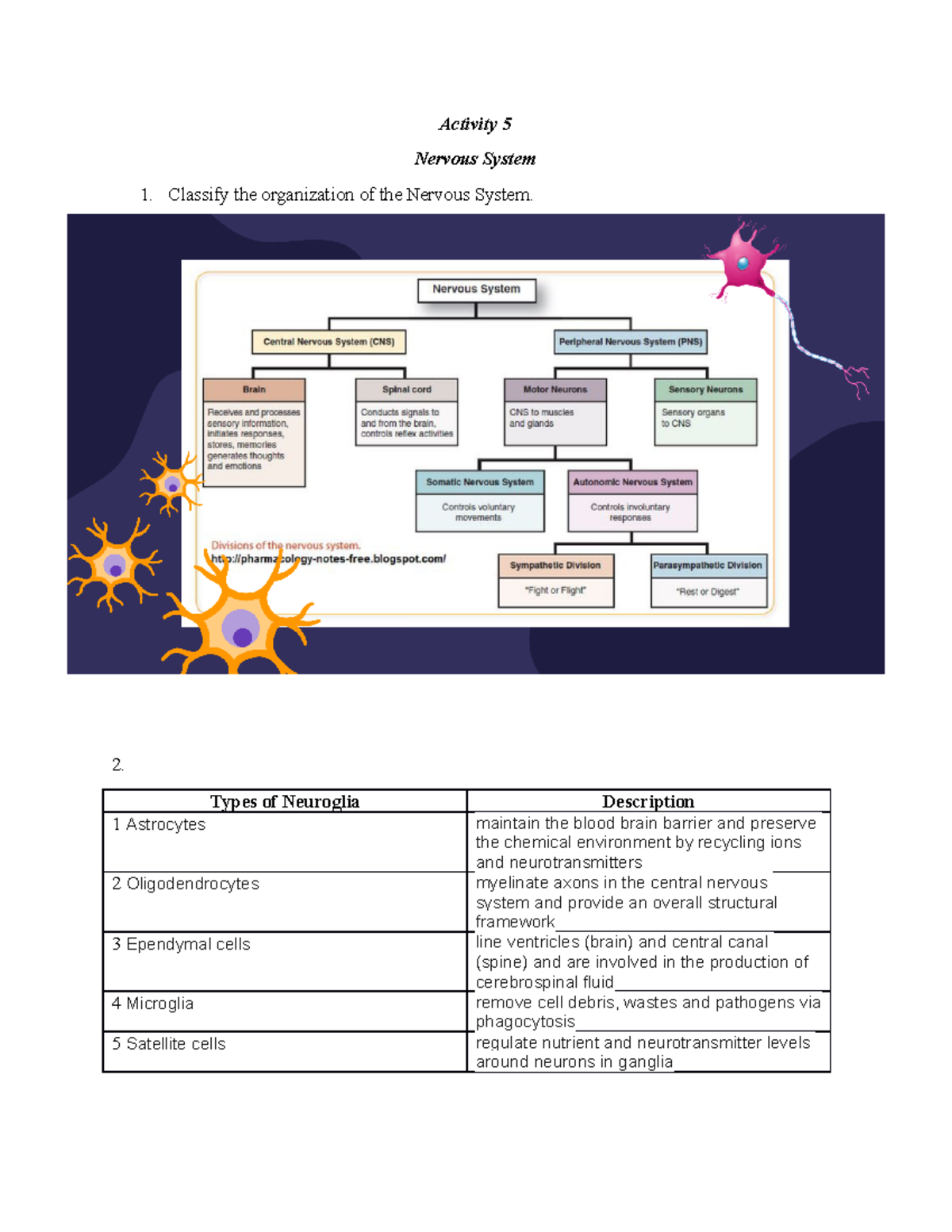 Activity 5 - Nervous System - Activity 5 Nervous System Classify the ...