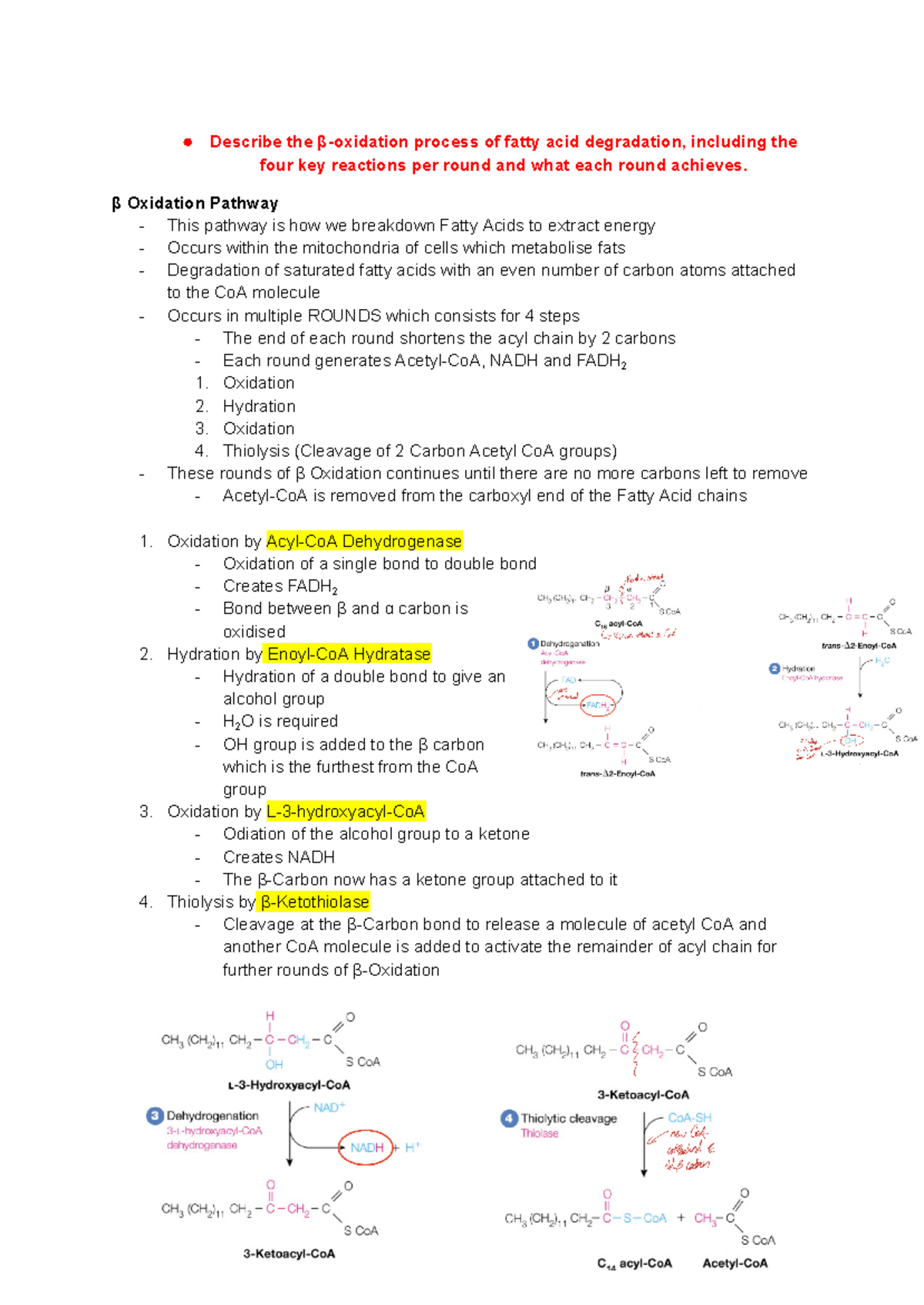 L30 Fatty Acid Degradation and Synthesis - Describe the β-oxidation process of fatty acid - Studocu