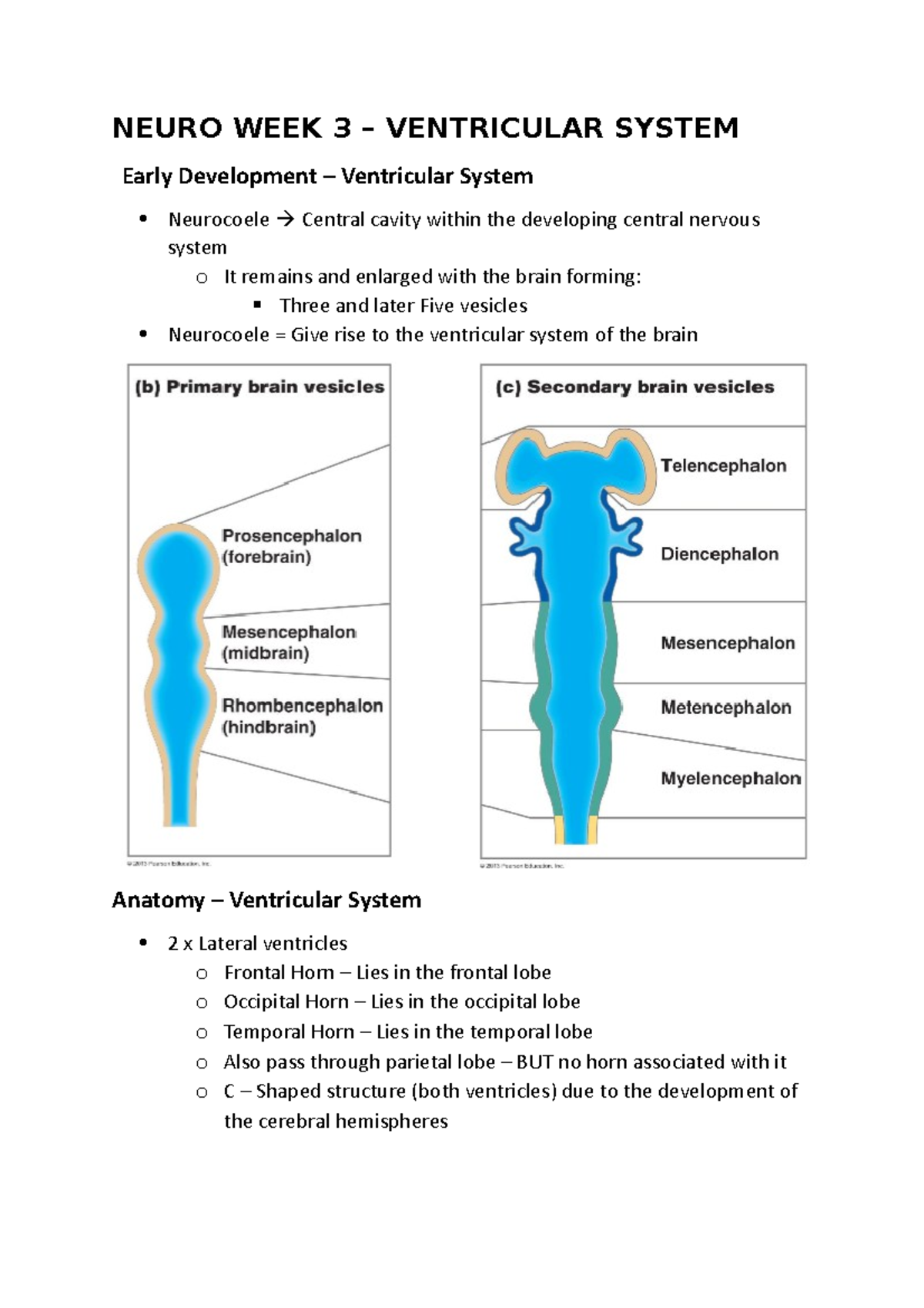 Neuro WEEK 3 - Lecture Notes - NEURO WEEK 3 – VENTRICULAR SYSTEM Early ...