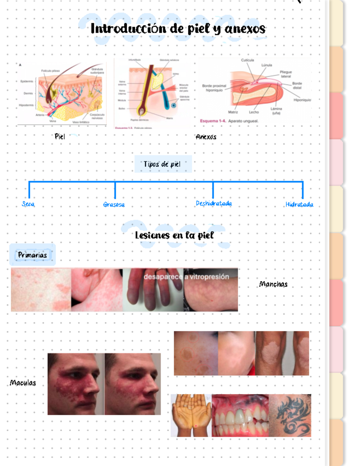 Unidad 1 - Introducción a piel y anexos, lesiones características ...