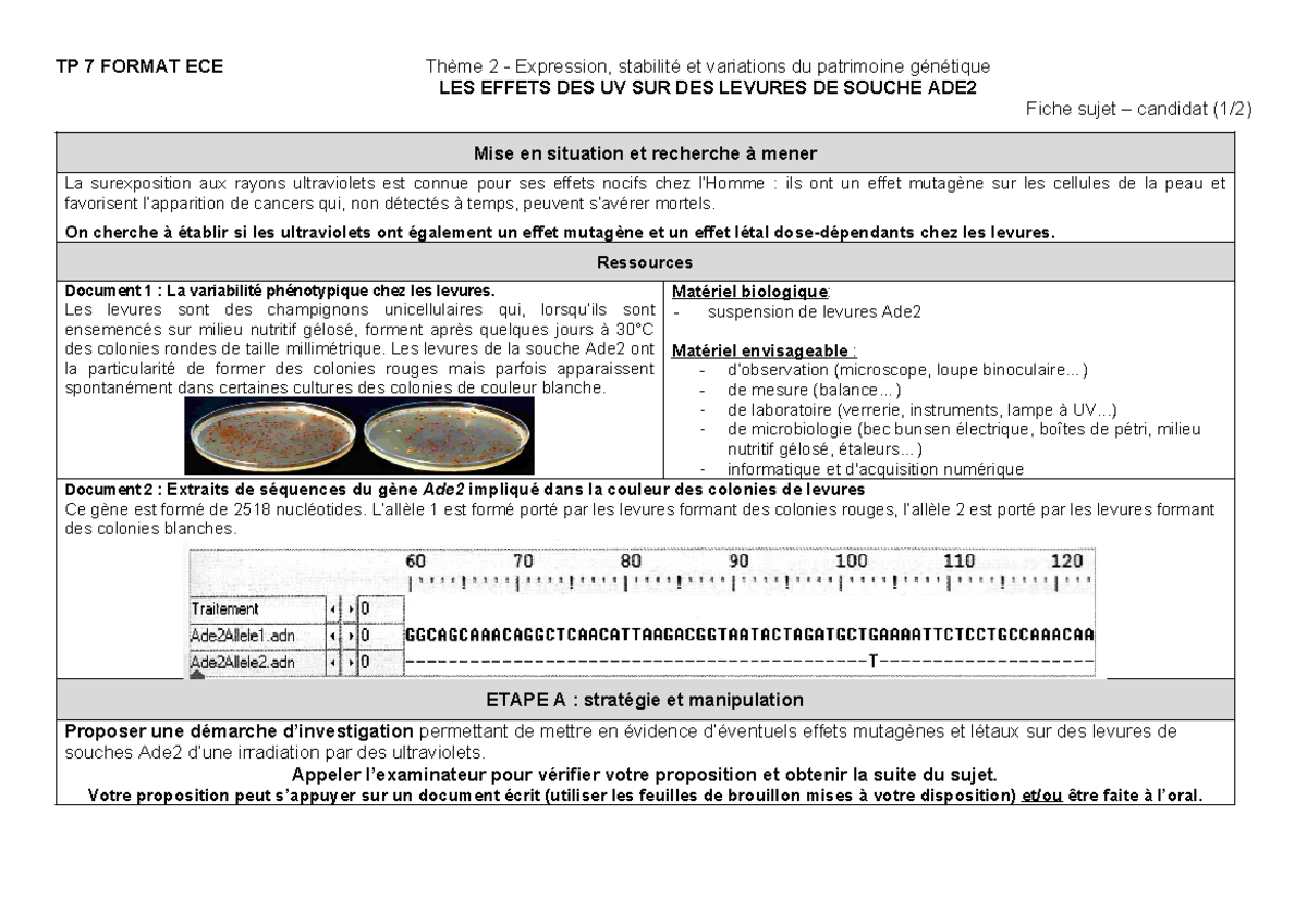 ADE2 ECE - ece bac sur l'ade2 - LES EFFETS DES UV SUR DES LEVURES DE ...
