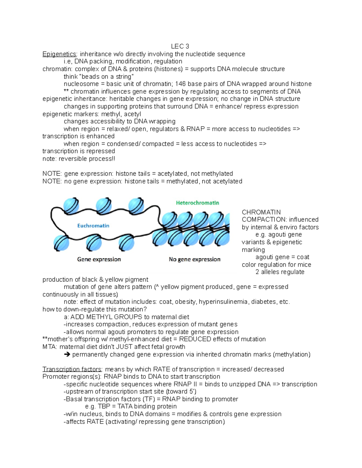 LEC 3 - Lecture notes 3 - LEC 3 Epigenetics: inheritance w/o directly ...