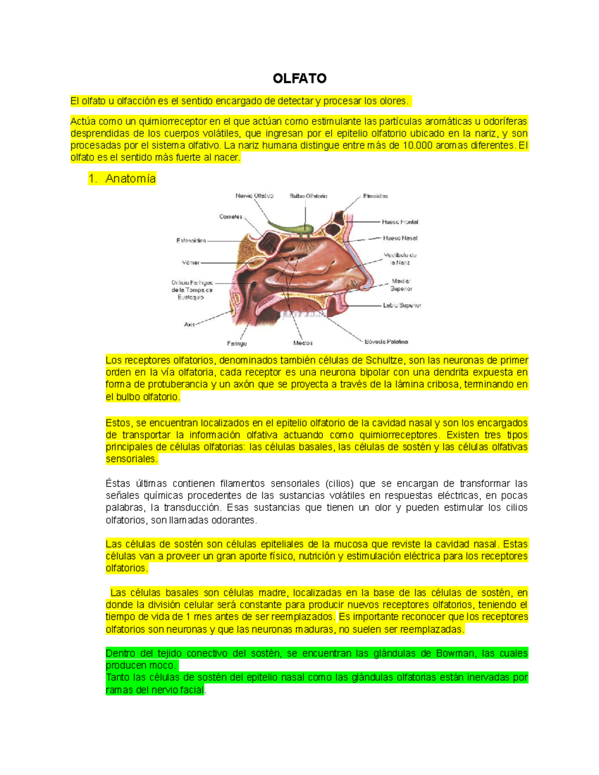 Olfato - OLFATO El olfato u olfacción es el sentido encargado de ...