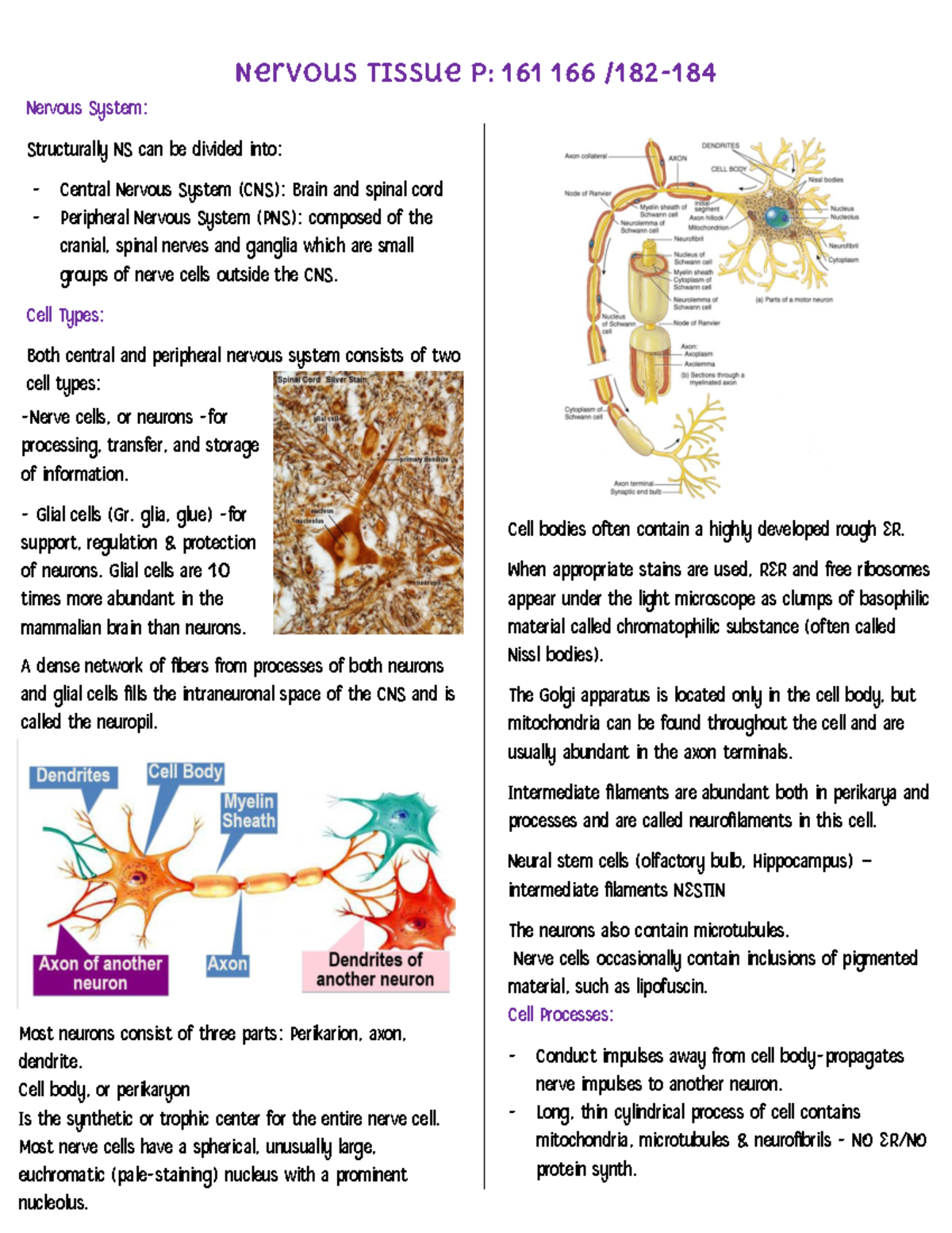 nervous tissue Notes - Nervous Tissue P: 161 166 /182- Nervous System ...