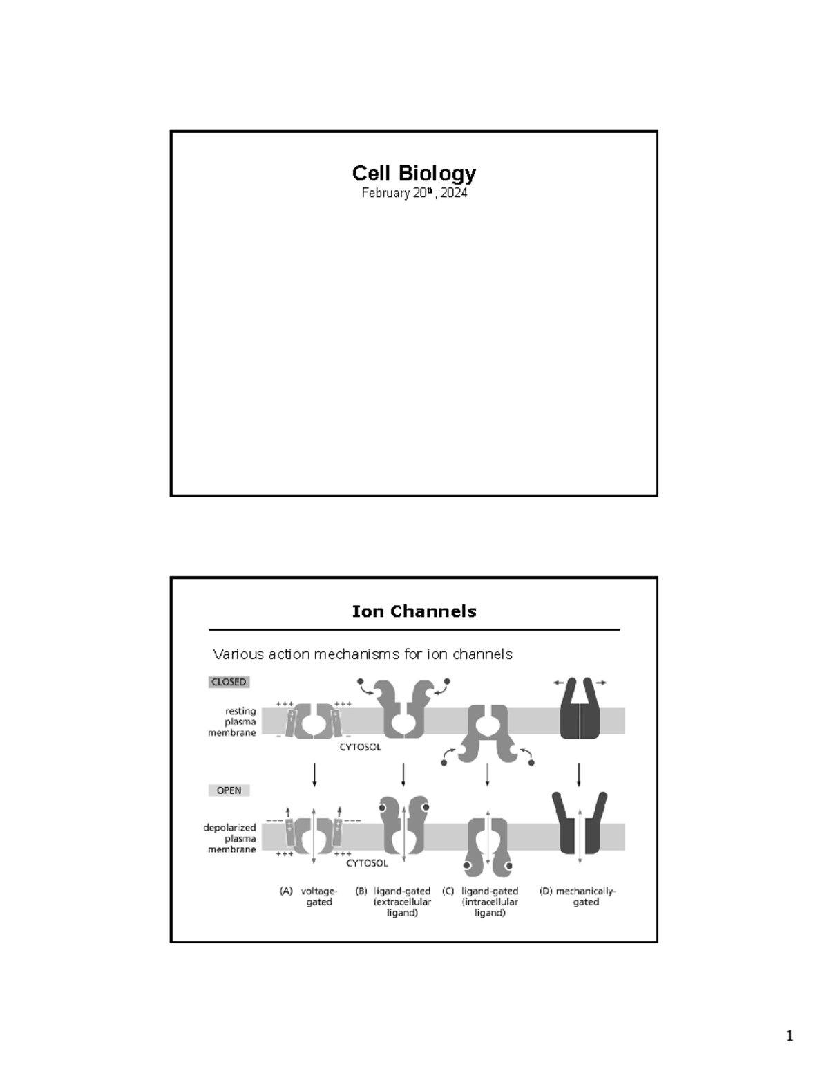 Cell BIO Lecture 8 channel 022024 - BIO 3813 - Cell Biology February 20th , 2024 Ion Channels ...