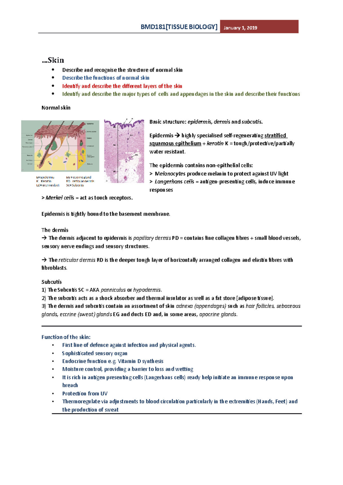 Lecture 4 - The Skin - BMD181[TISSUE BIOLOGY] January 1, 2019 …Skin ...