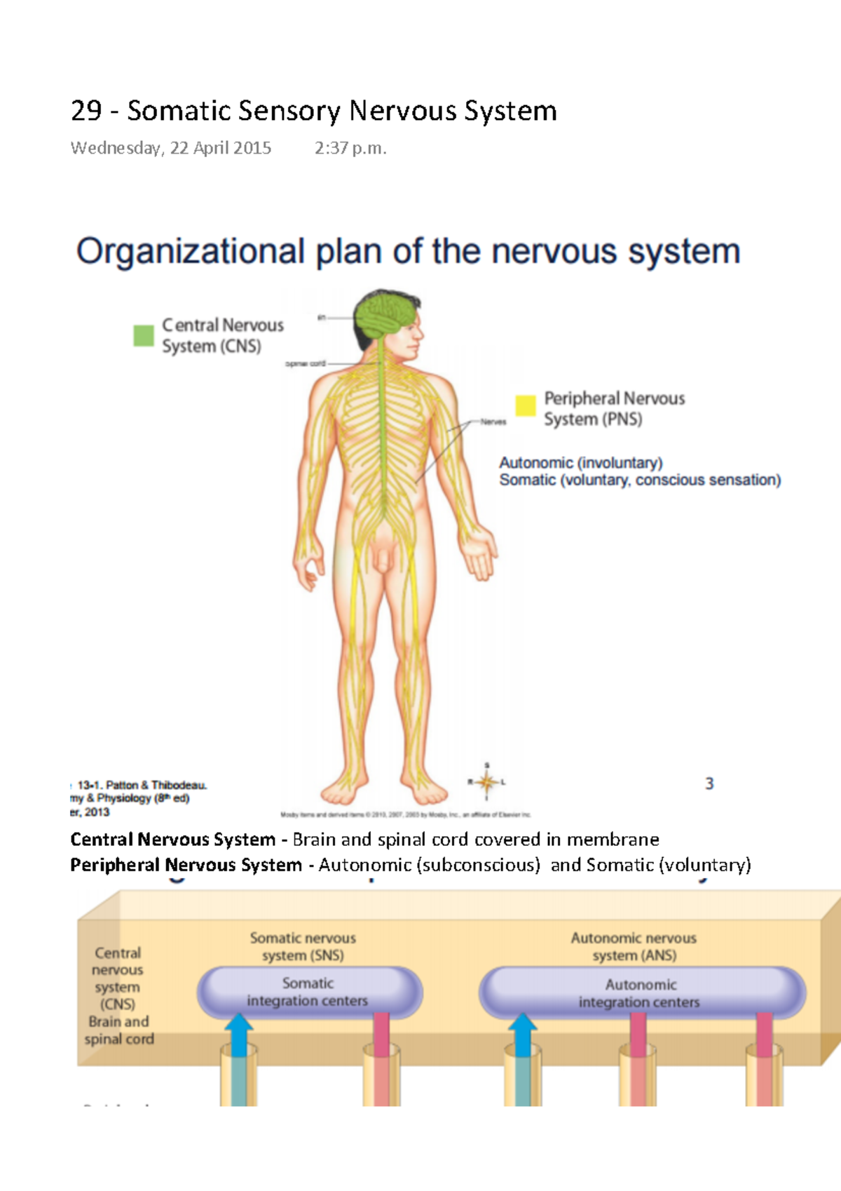 29 - Somatic Sensory Nervous System - Warning: TT: undefined function: 32 Central Nervous System ...