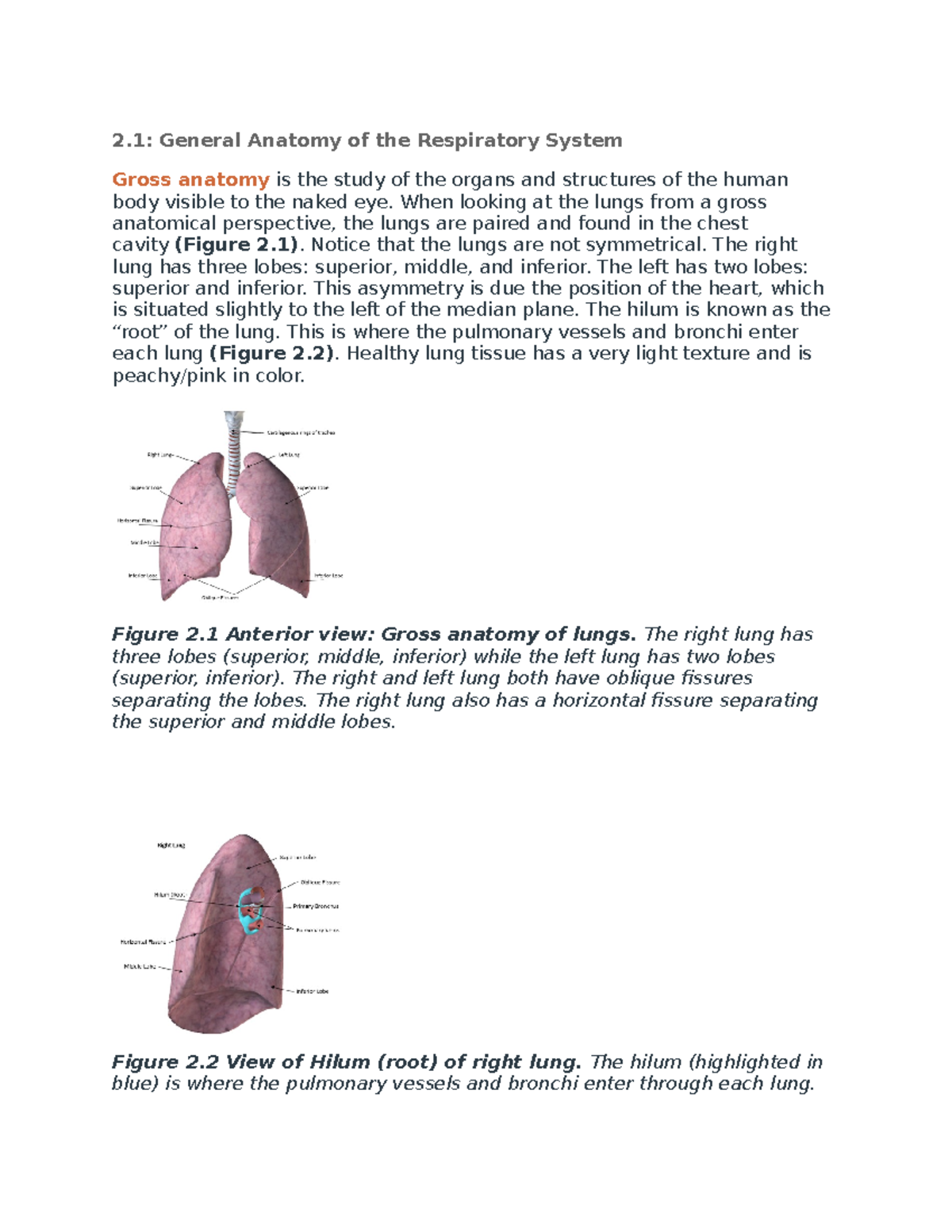 Module 2 - 2: General Anatomy of the Respiratory System Gross anatomy ...