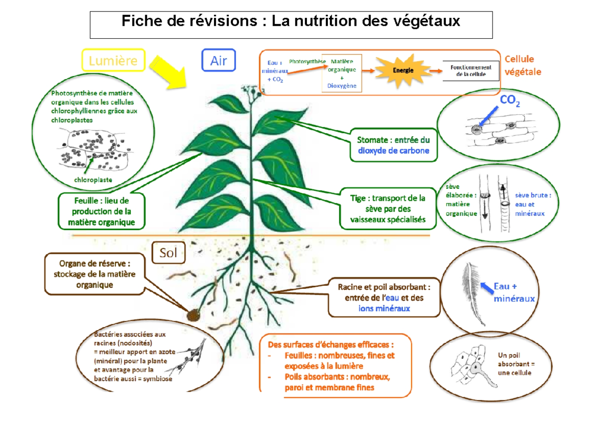 Fiche revision nutrition vegtaux - Sciences de la vie et de la Terre ...