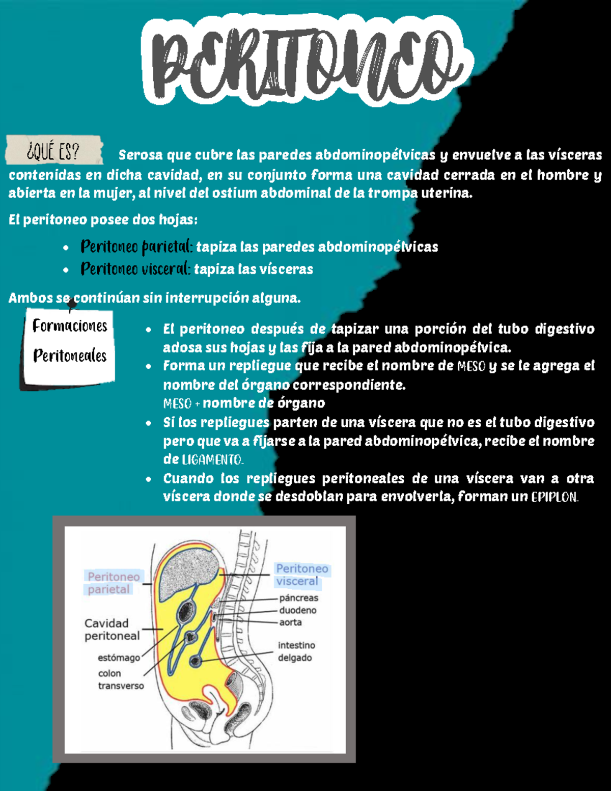 Peritoneo - Tratado de anatomía Humana - ¿Qué es? Serosa que cubre las ...