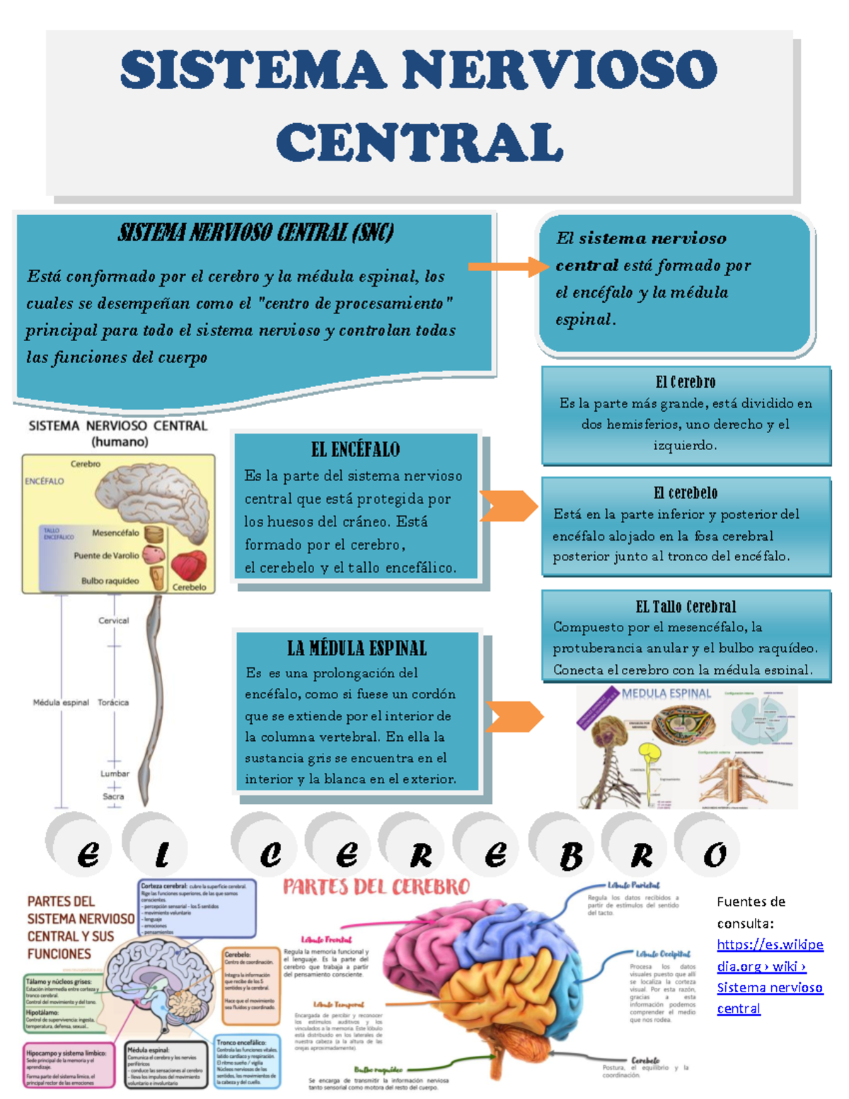 Snc - SNC y sus componentes. - El sistema nervioso central está formado ...