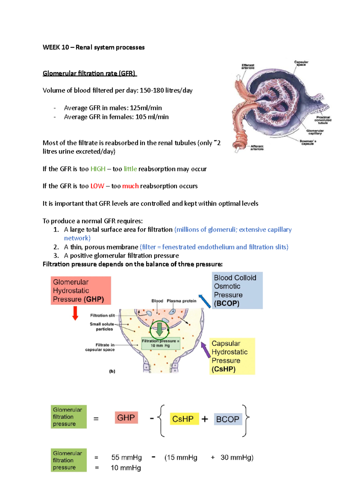 Renal system processes - WEEK 10 – Renal system processes Glomerular ...