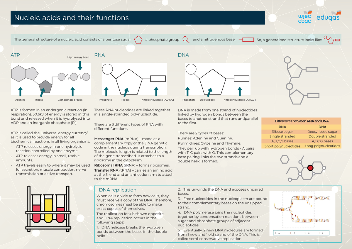 Nucleic acids and their functions - Nucleic acids and their functions ATP The general structure ...