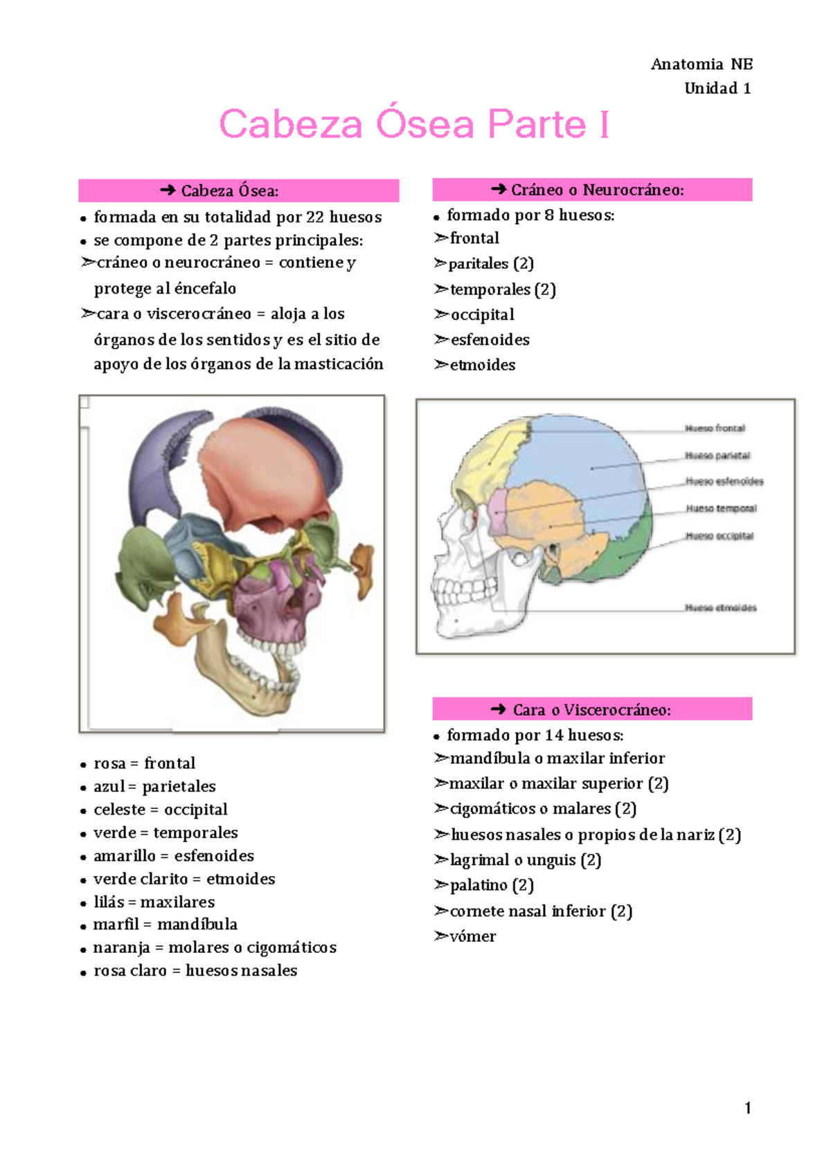 1-Cabeza Ósea Parte I - Neuroanatomía - Cabeza Ósea Parte I Unidad 1 ...