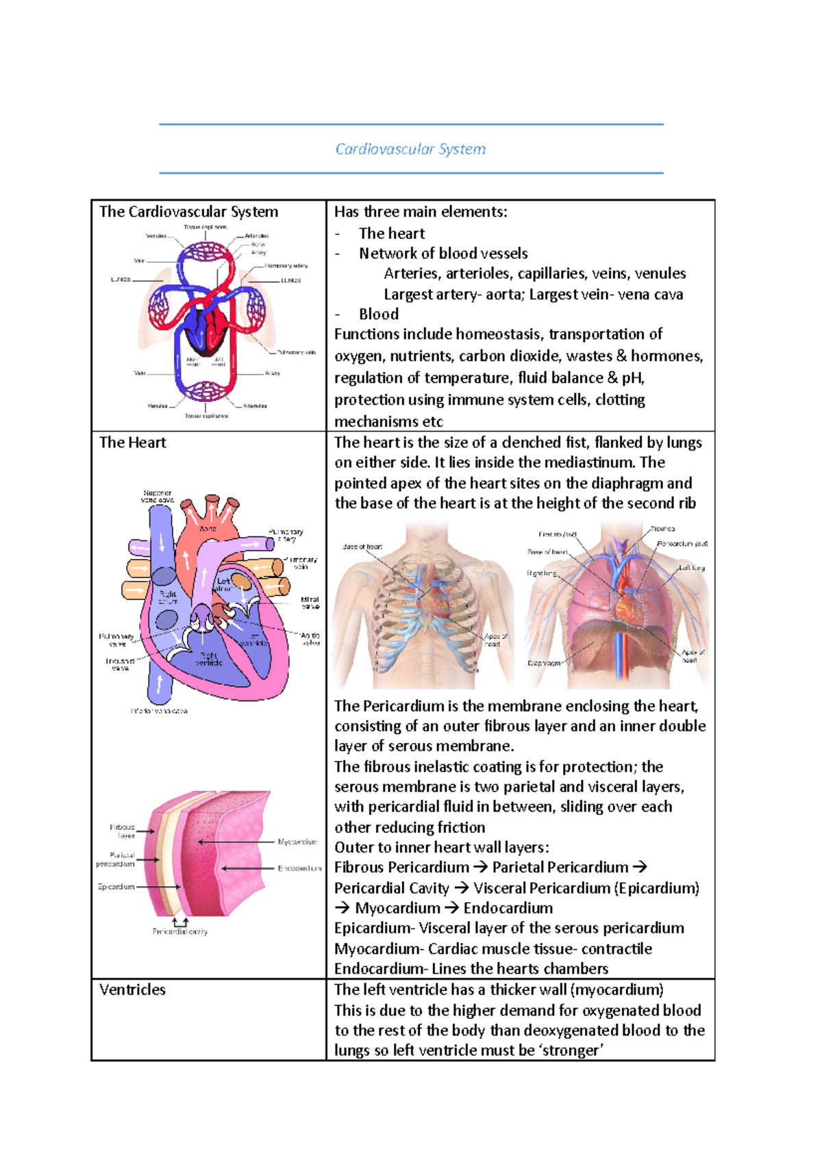 Cardiovascular System notes - Cardiovascular System The Cardiovascular ...