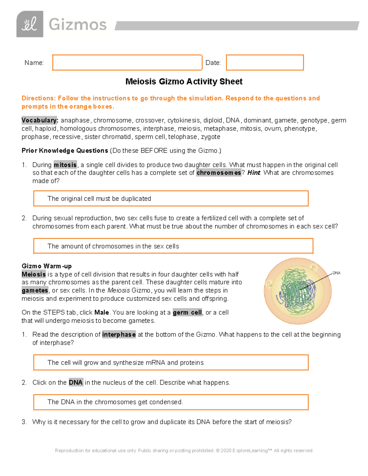 Copy of Meiosis Gizmo Activity Sheet - Name: Date: Meiosis Gizmo ...