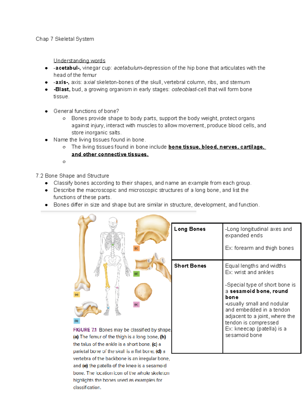 APHY Chap 7 short - Notes - Chap 7 Skeletal System Understanding words ...